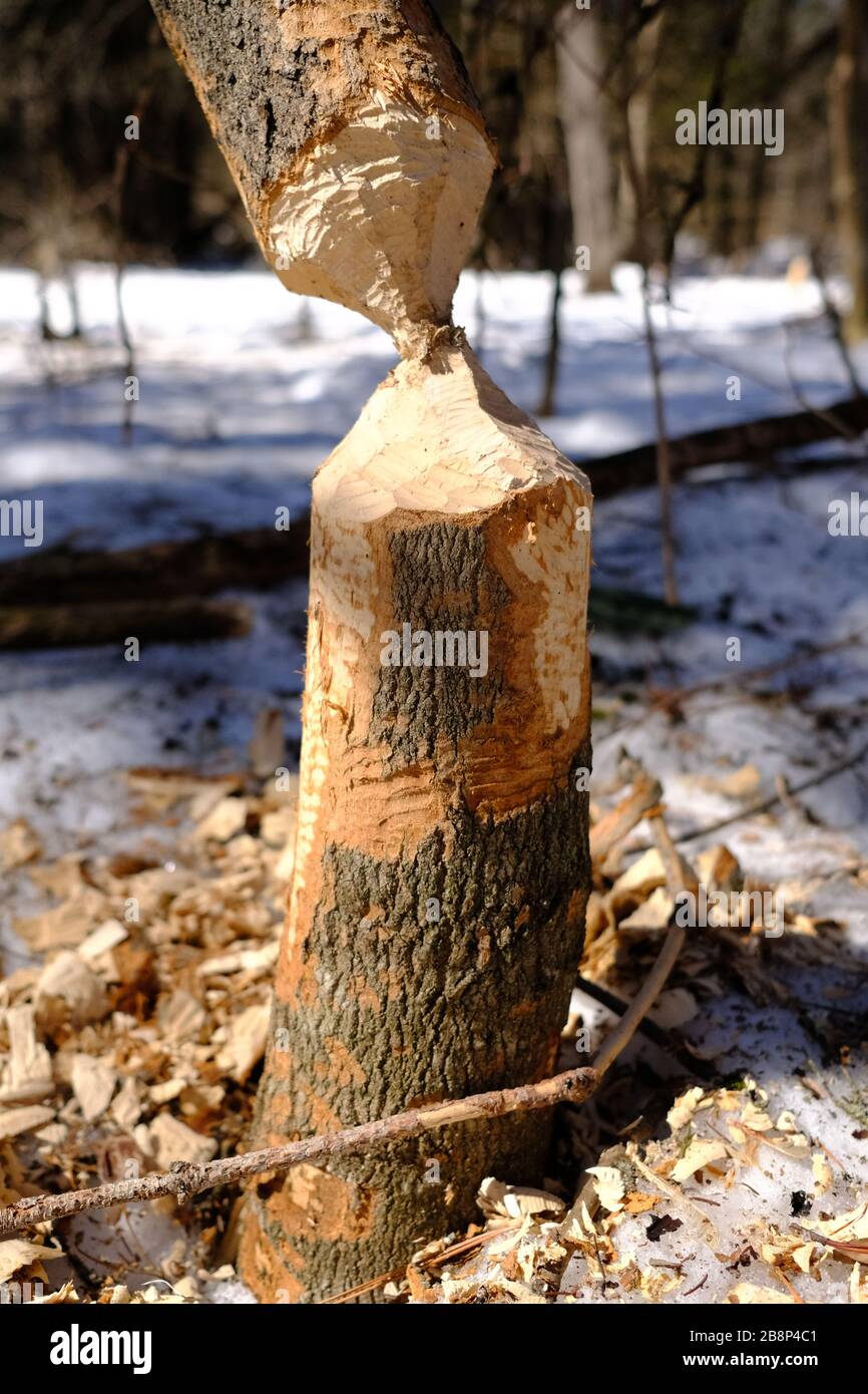 Trees felled by beavers (Castor canadensis) showing bite marks and ...