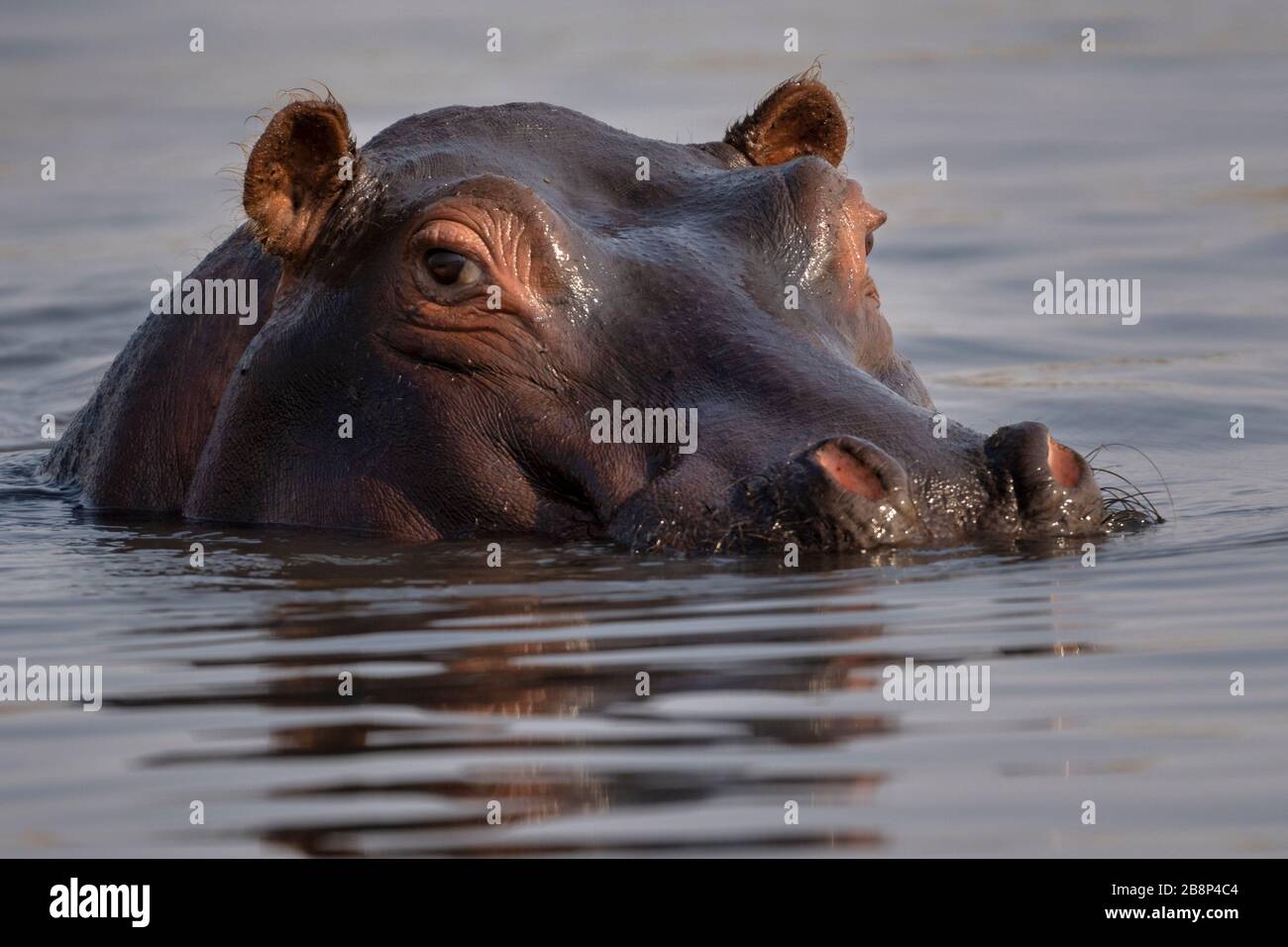 hippo in water Stock Photo - Alamy
