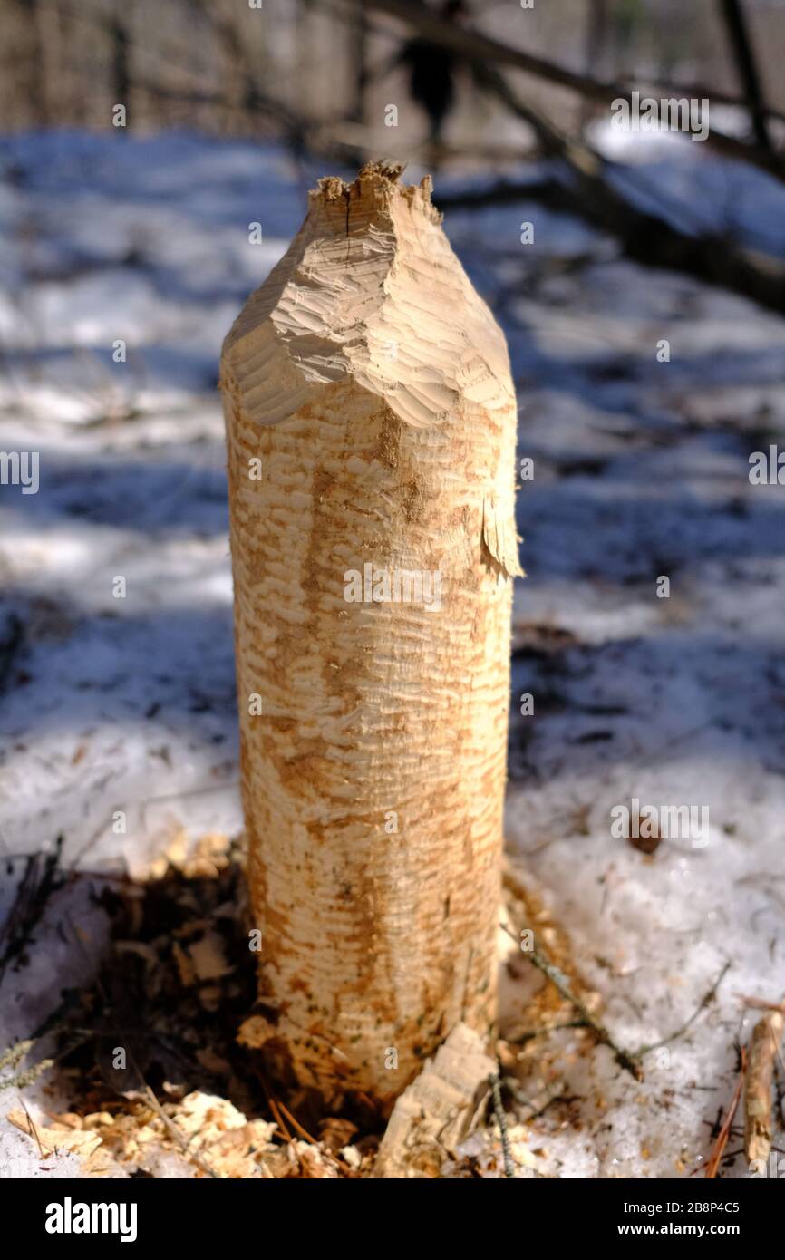 Beaver felling tree canada hi-res stock photography and images - Alamy