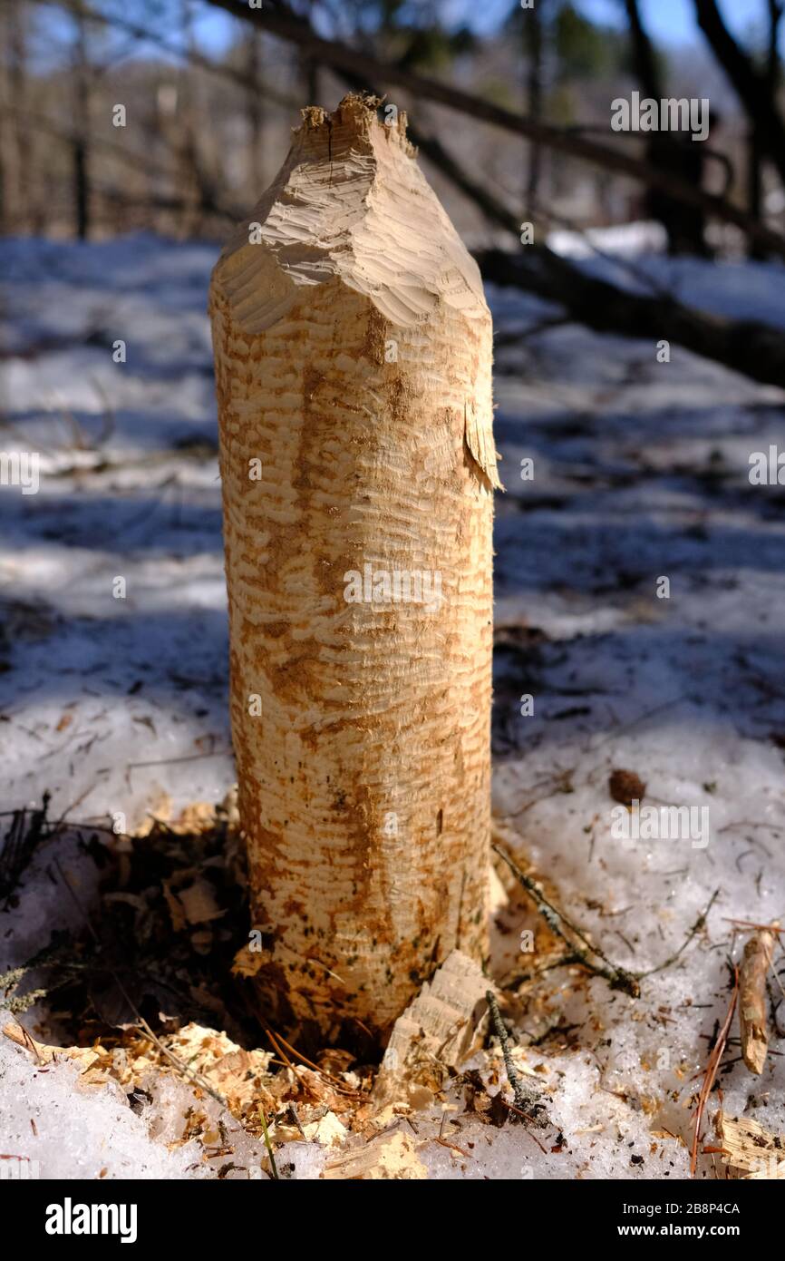 Trees felled by beavers (Castor canadensis) showing bite marks and ...
