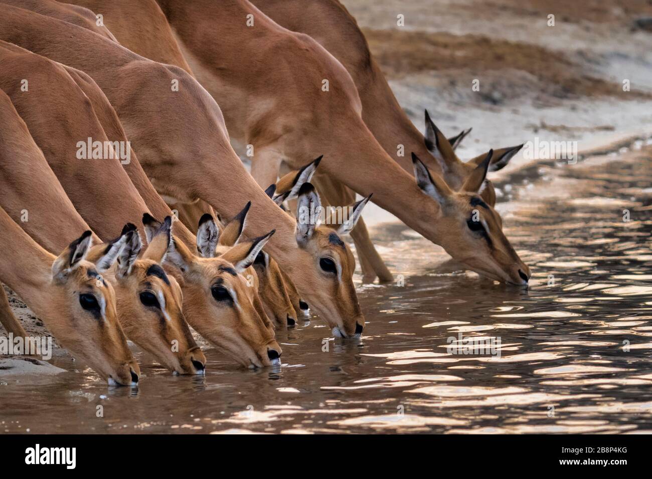 Drinking impala hi-res stock photography and images - Alamy