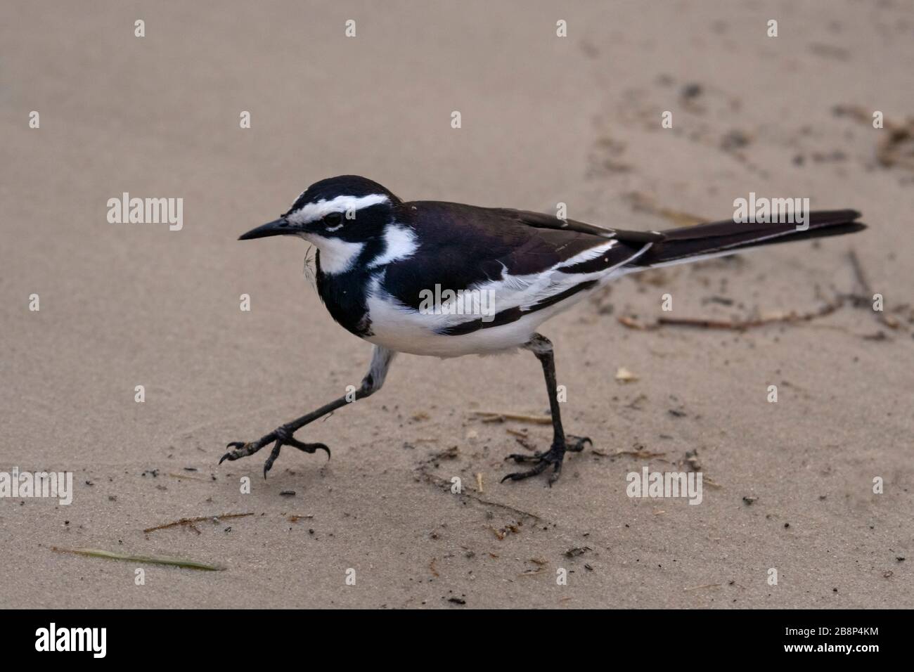African bird hi-res stock photography and images - Alamy