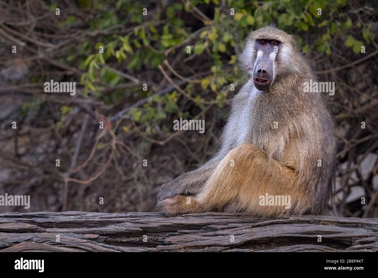 Resting on a log hi-res stock photography and images - Alamy