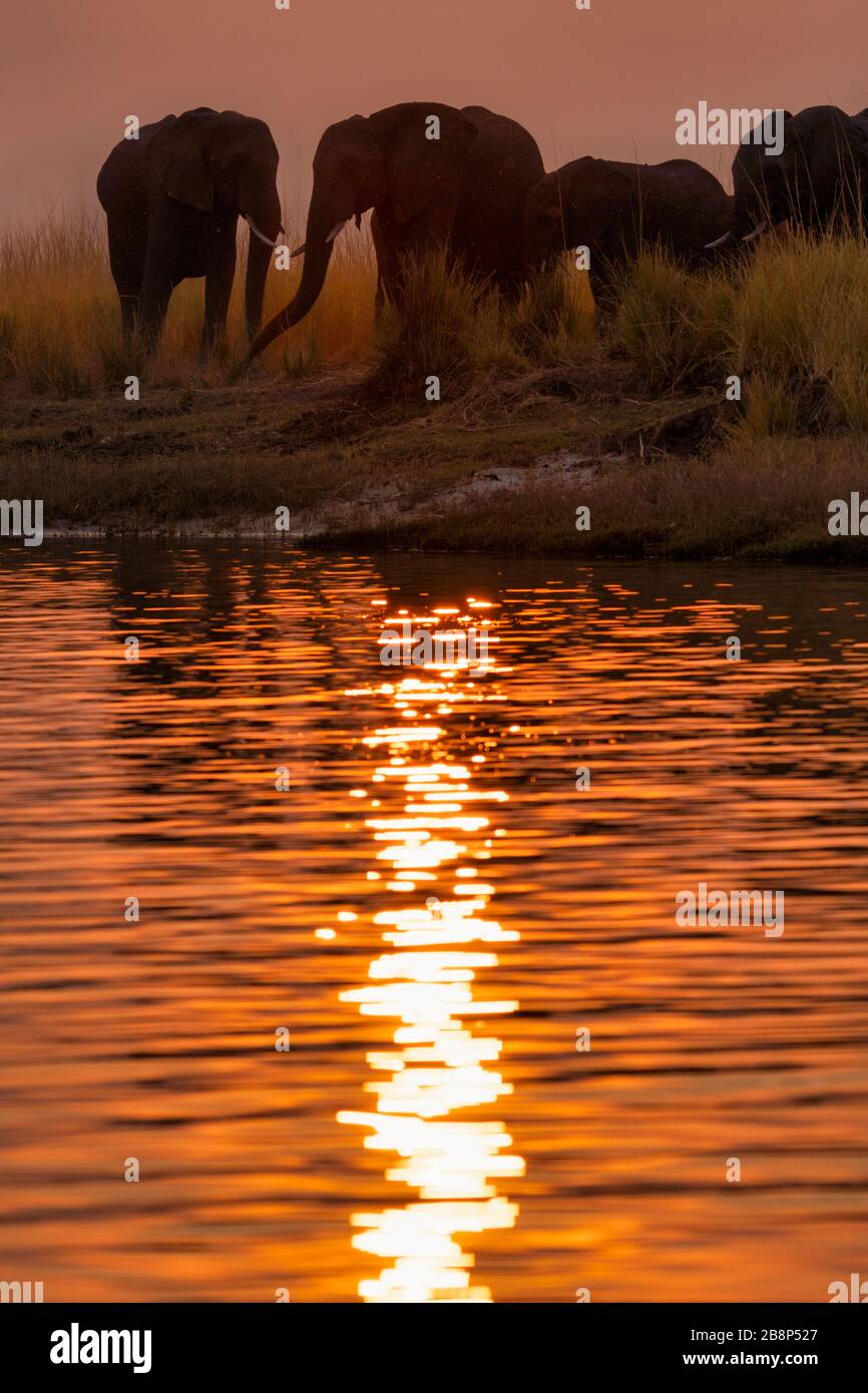 Elephants sunset water hi-res stock photography and images - Alamy