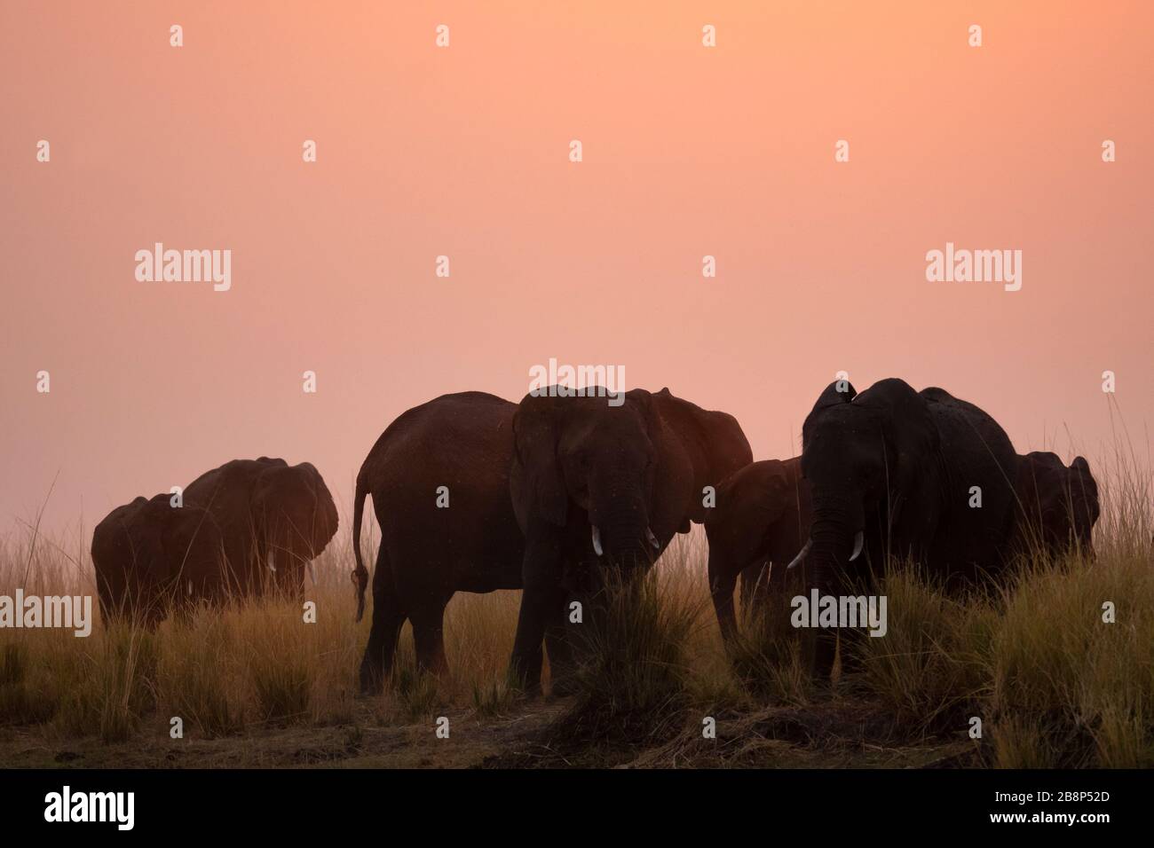 Elephants sunset sky hi-res stock photography and images - Alamy