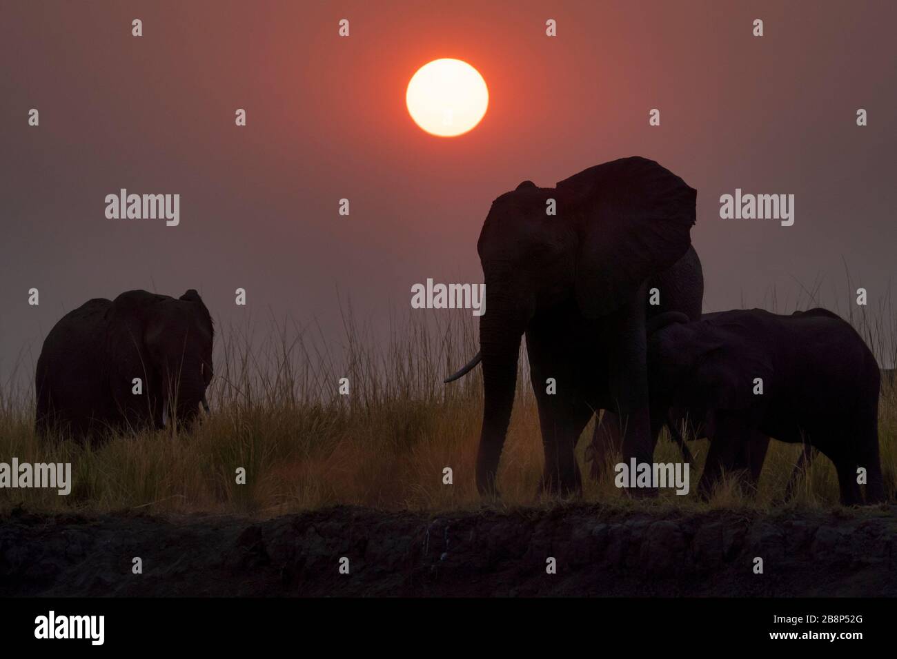Elephants sunset sky hi-res stock photography and images - Alamy