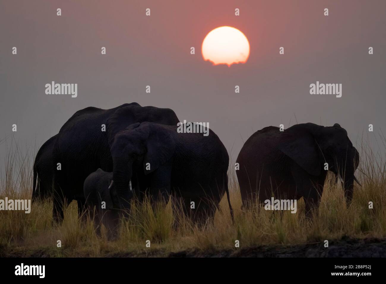 Sunset silhouette elephants africa hi-res stock photography and images ...