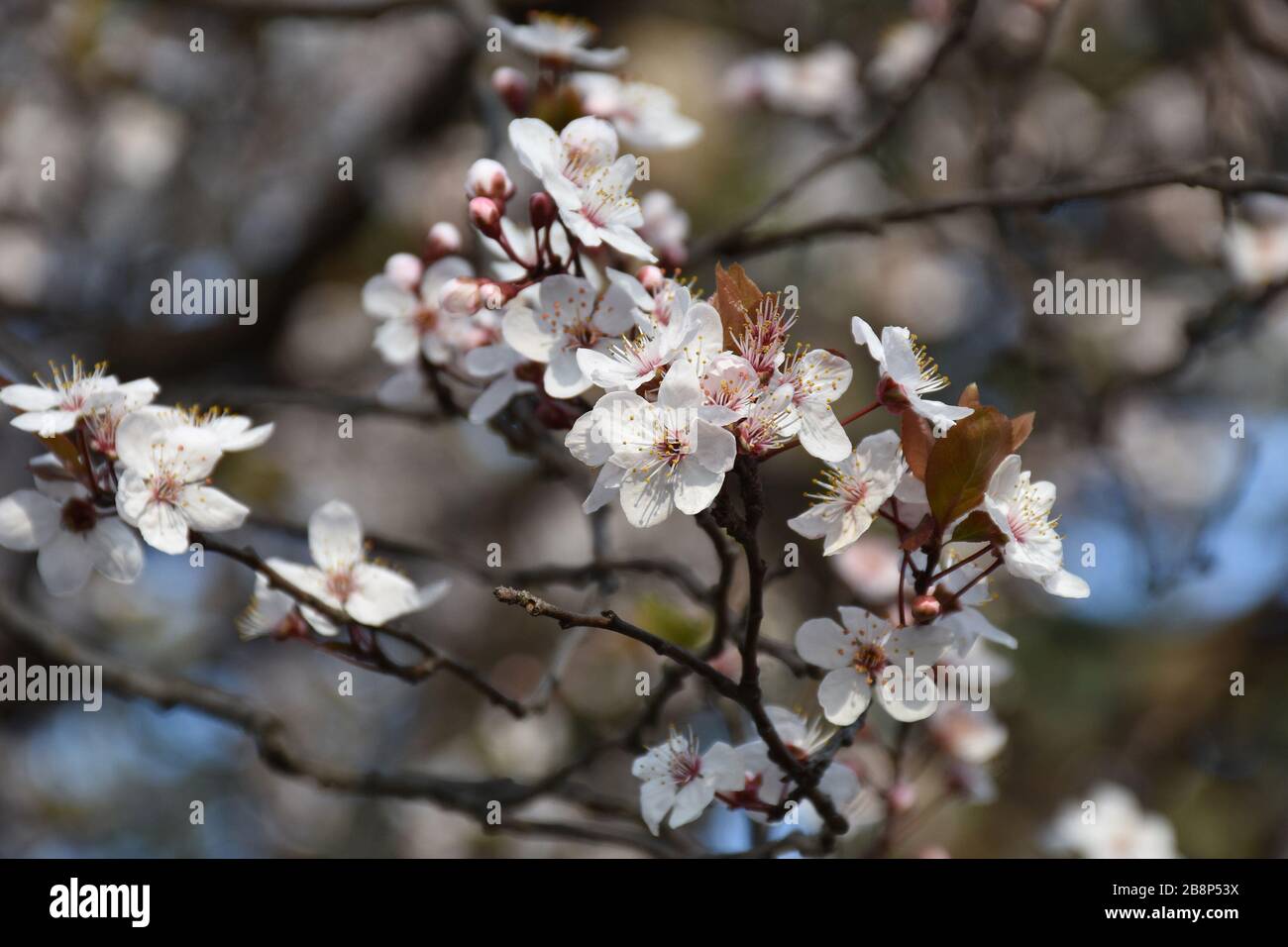 White fruity flowers on young twigs. Cherry blossomed Stock Photo - Alamy