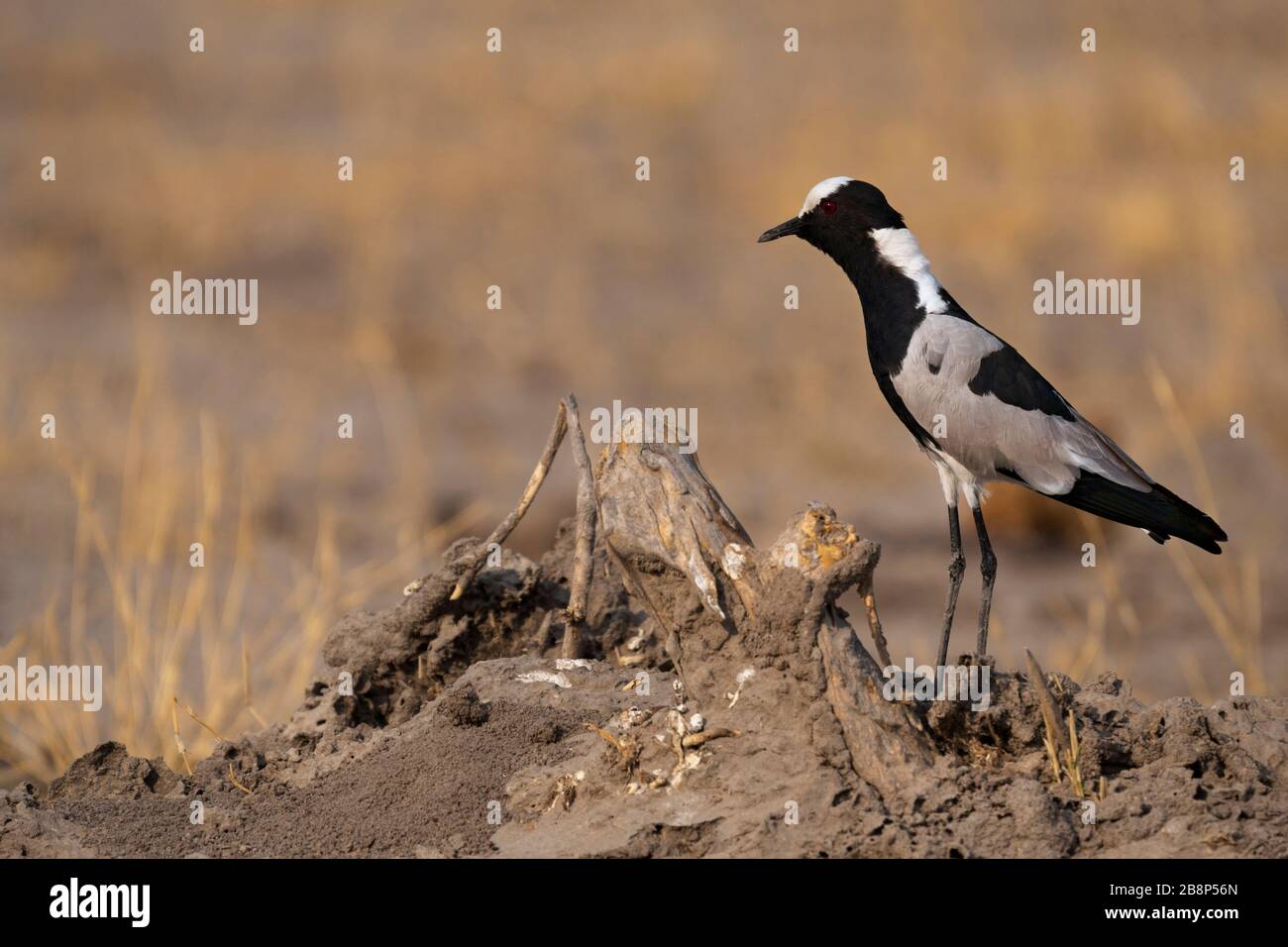 African plover hi-res stock photography and images - Alamy