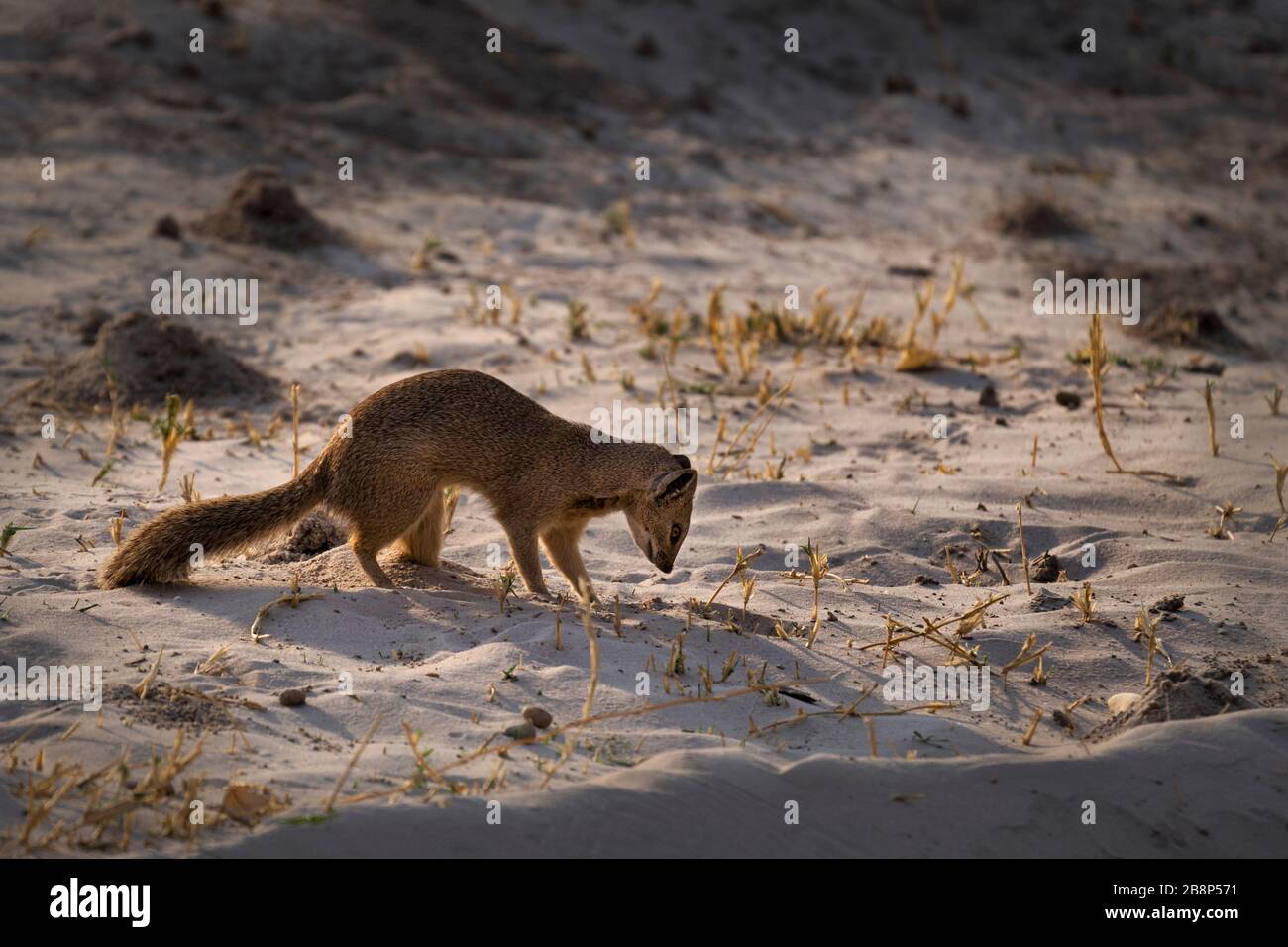 African mongoose hi-res stock photography and images - Alamy