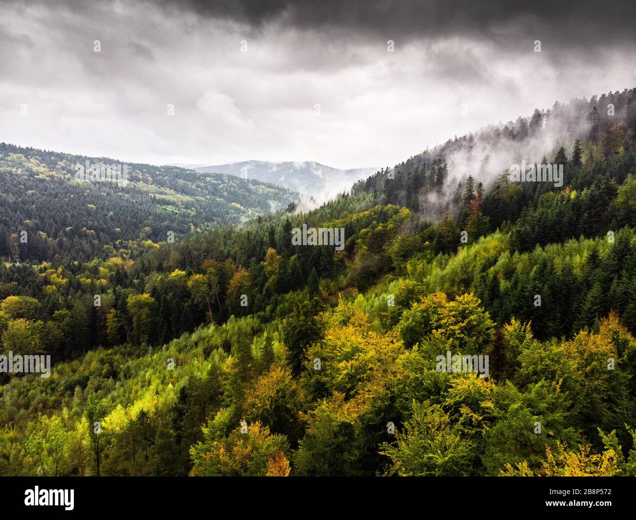 Autumn trees from above Stock Photo - Alamy