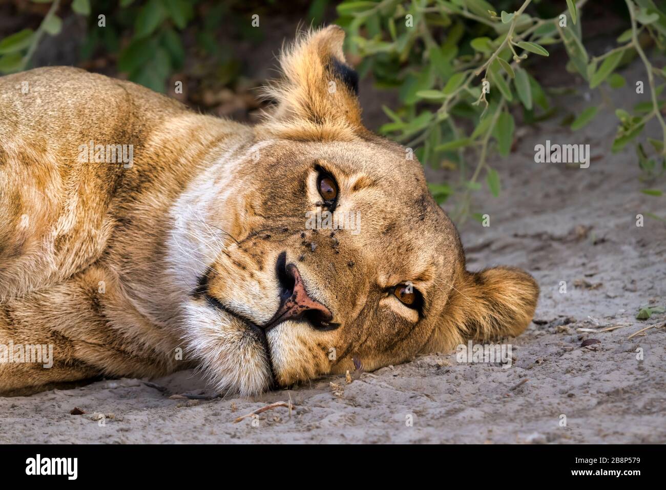 Lioness laying down hi-res stock photography and images - Alamy