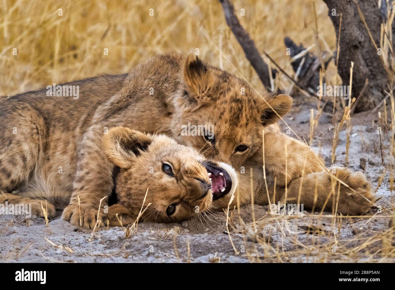 Playful lion cubs Stock Photo - Alamy