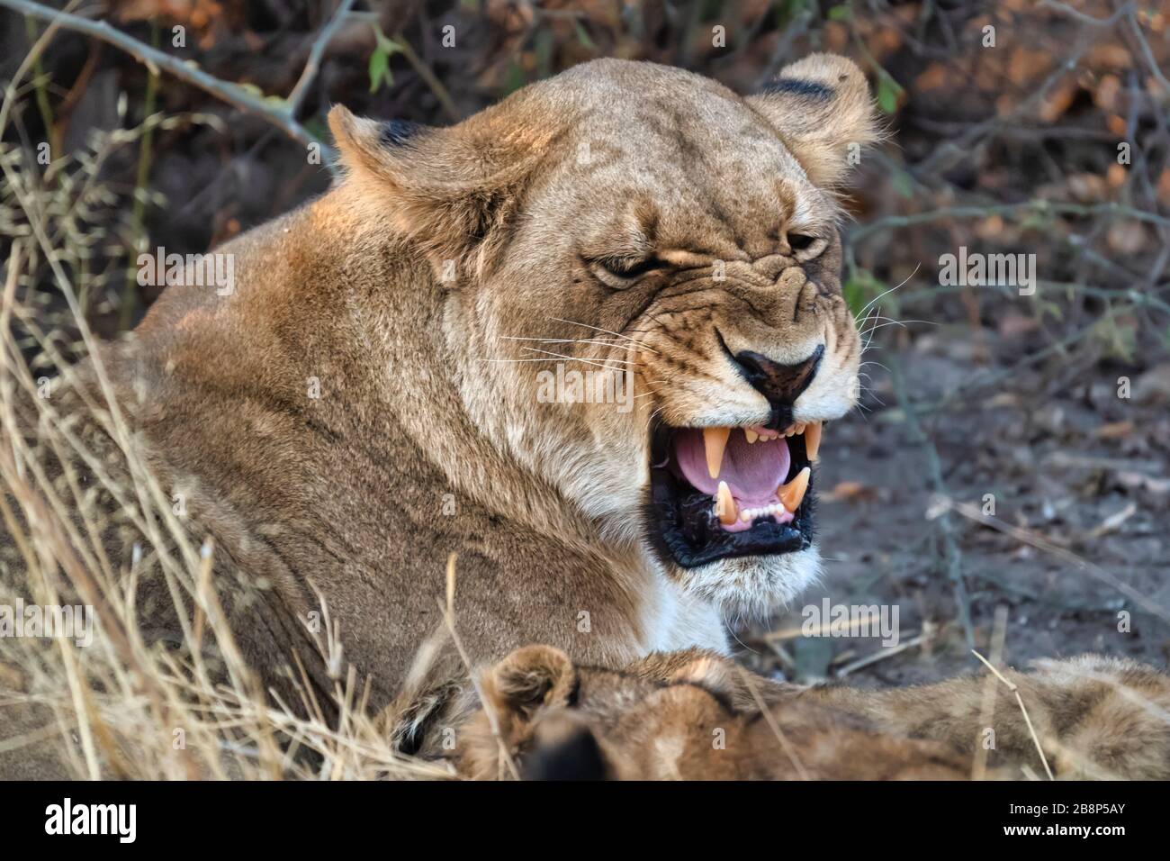 Lioness teeth hi-res stock photography and images - Alamy