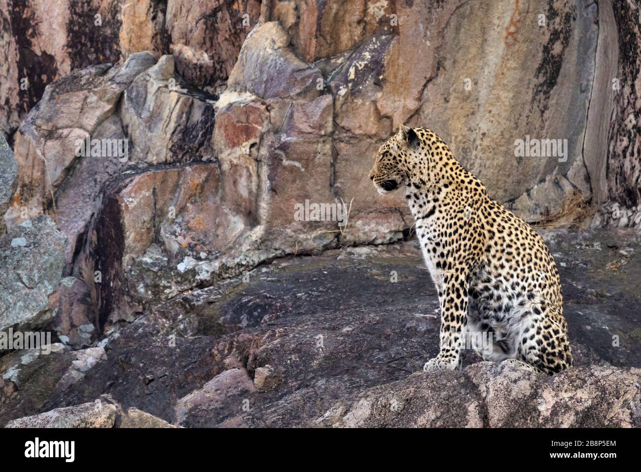 Sitting leopard hi-res stock photography and images - Alamy