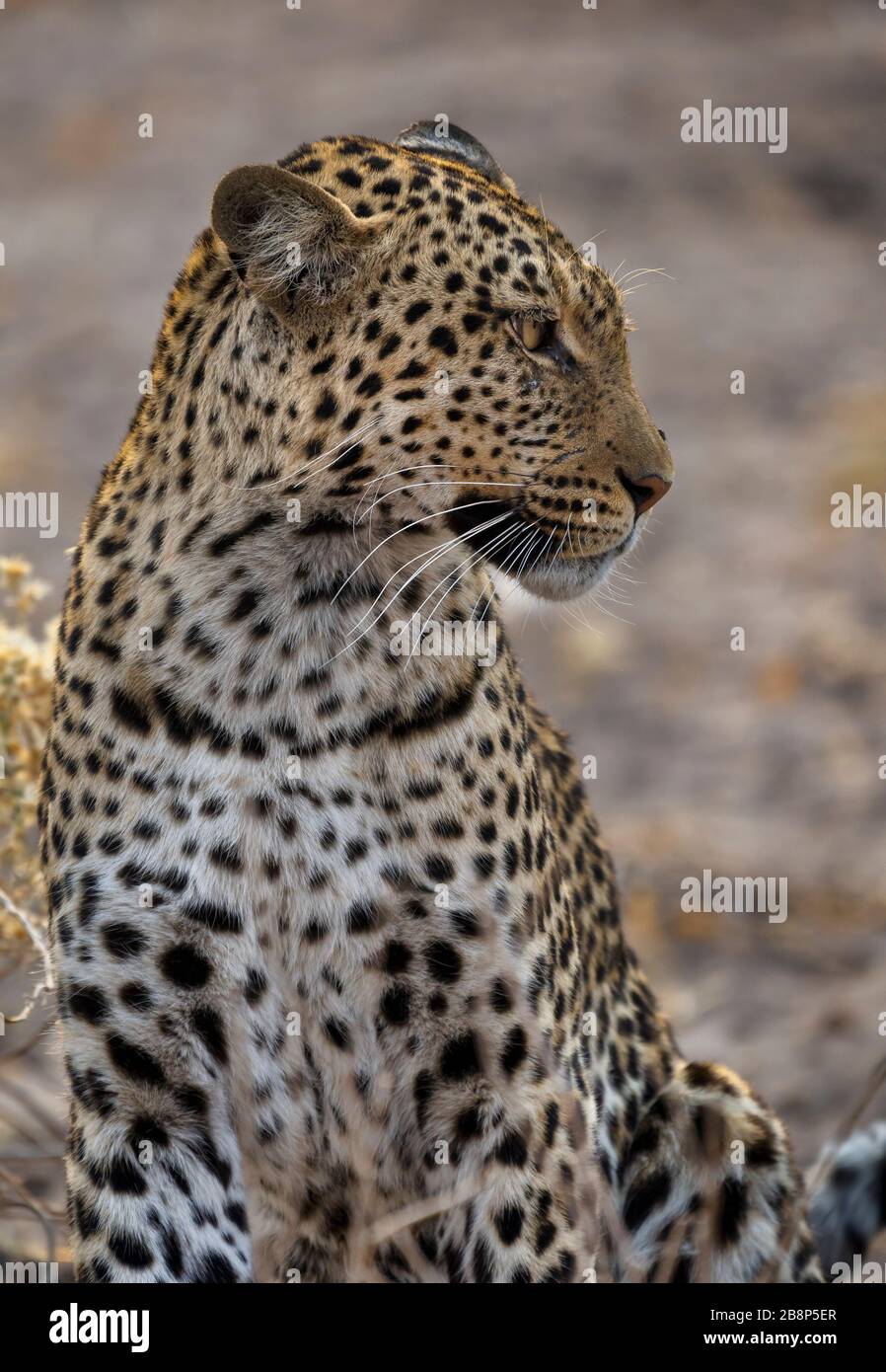 Sitting leopard hi-res stock photography and images - Alamy