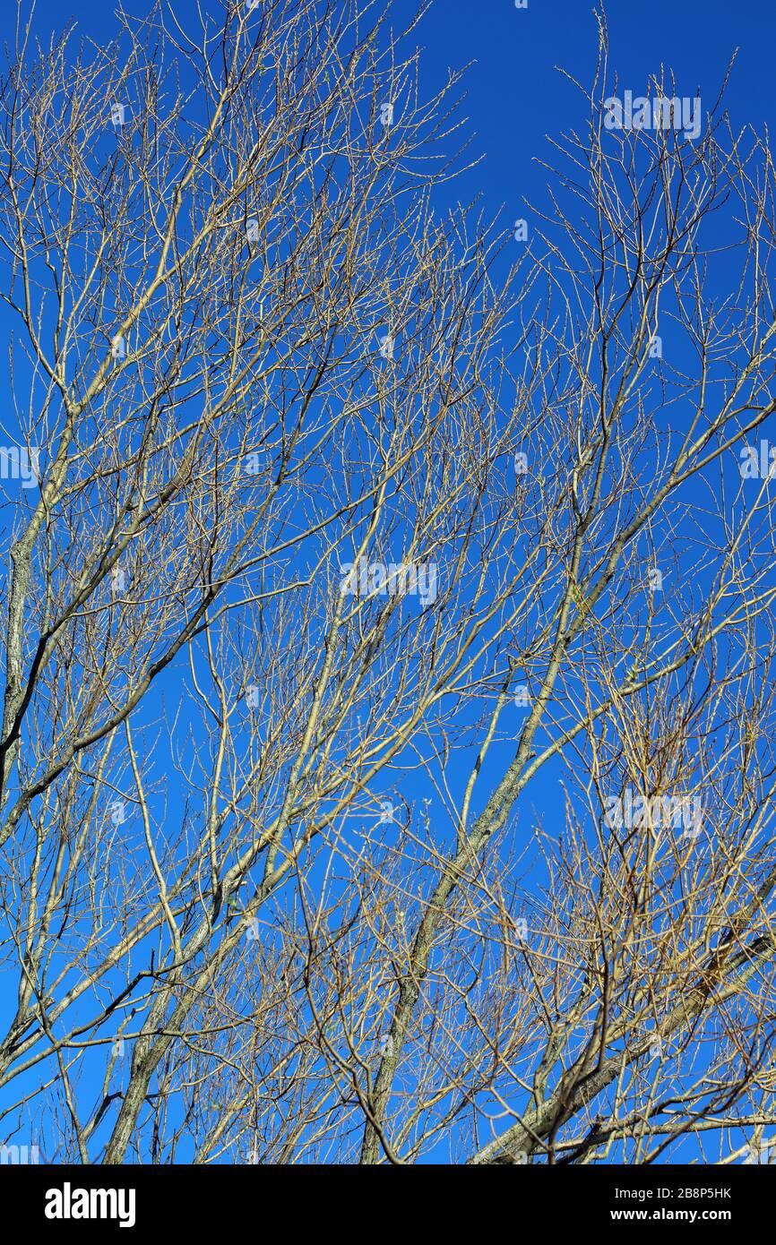 Tress without leaves hi-res stock photography and images - Alamy