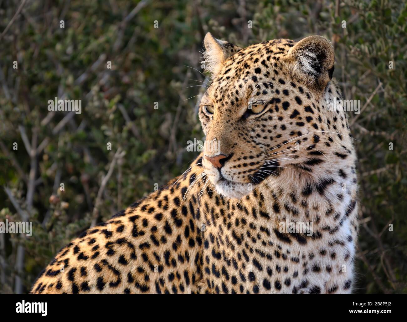 Sitting leopard hi-res stock photography and images - Alamy