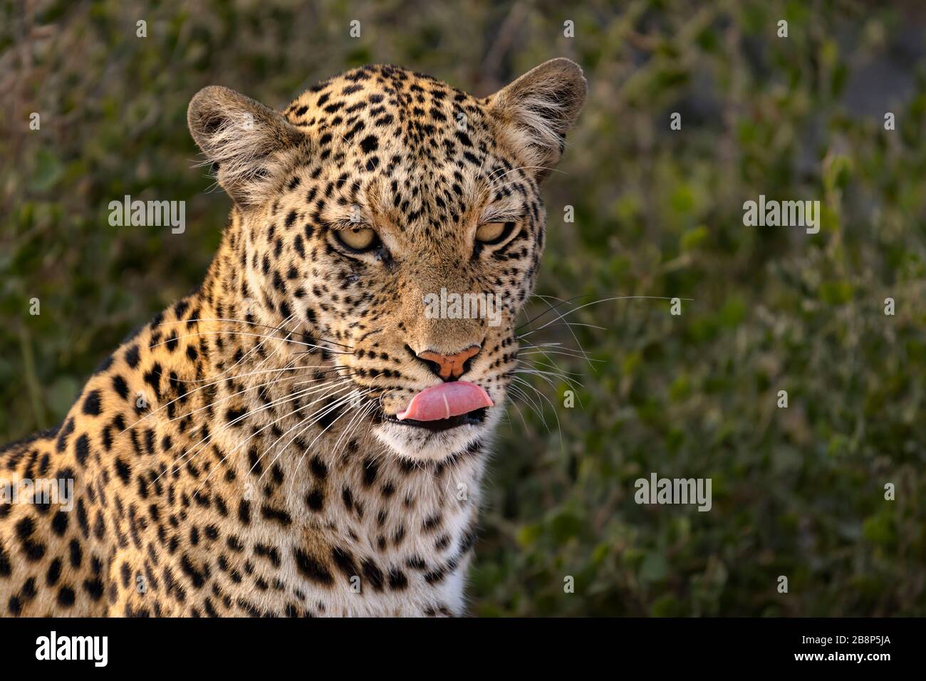 Sitting leopard hi-res stock photography and images - Alamy
