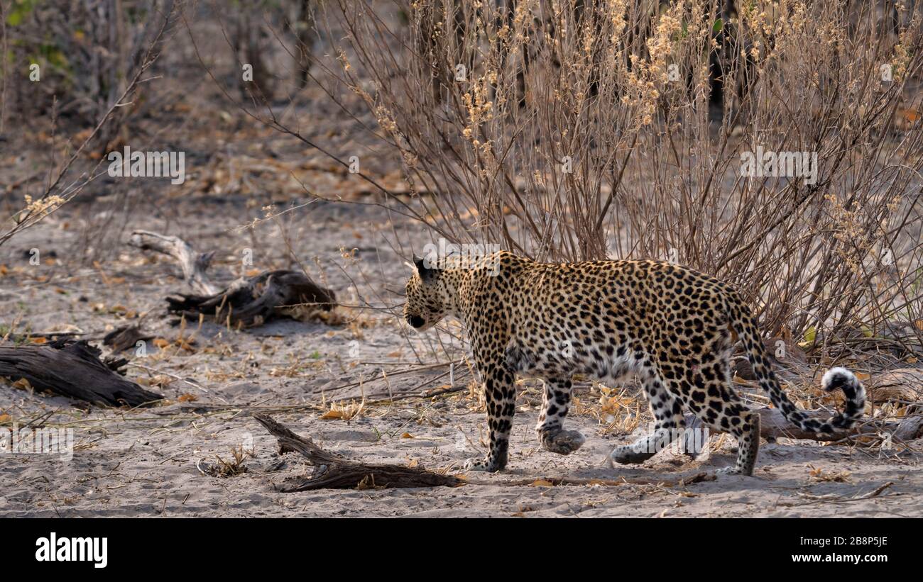 Leopard Stalking High Resolution Stock Photography and Images - Alamy