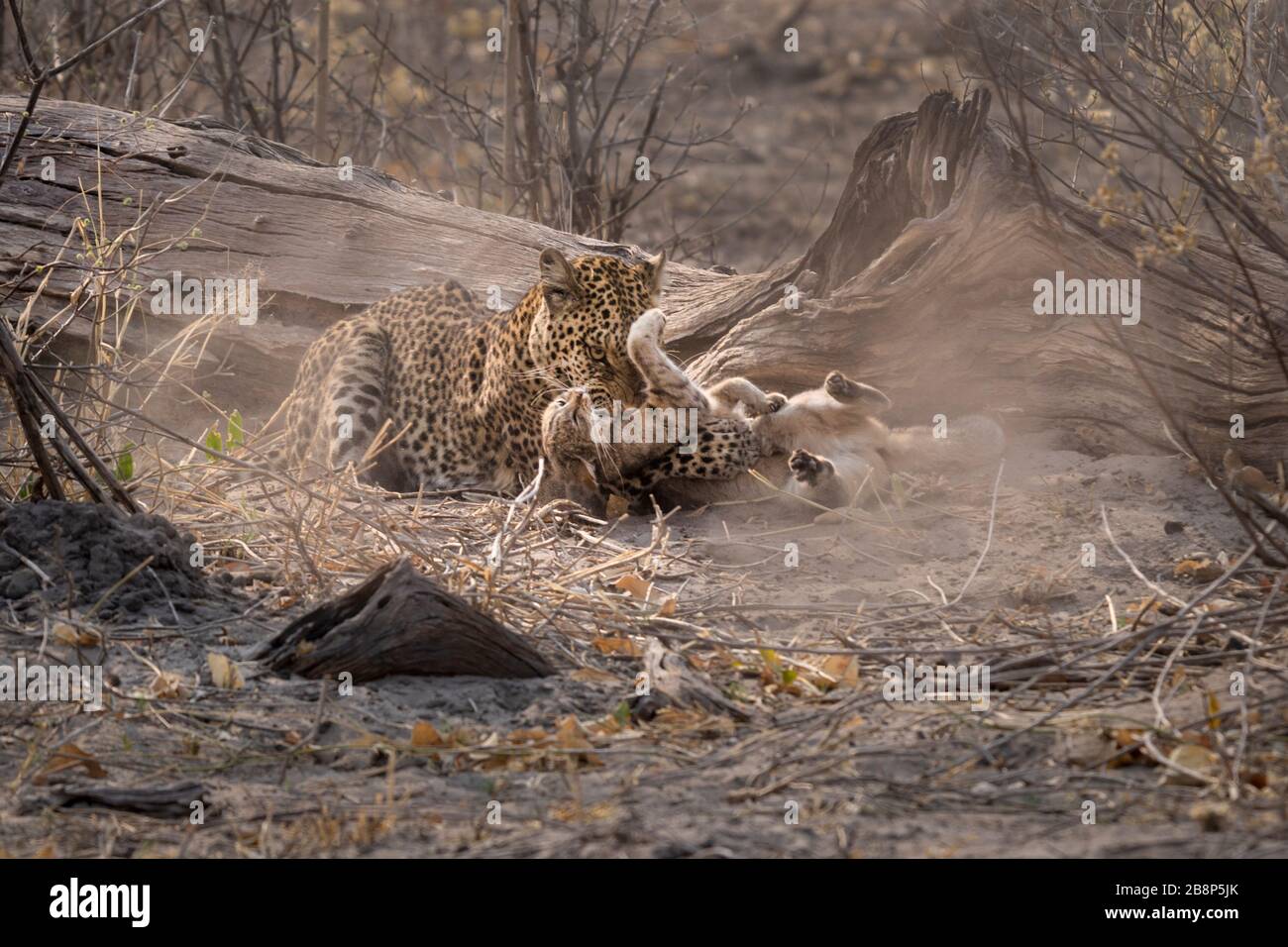 Leopard kill hi-res stock photography and images - Alamy
