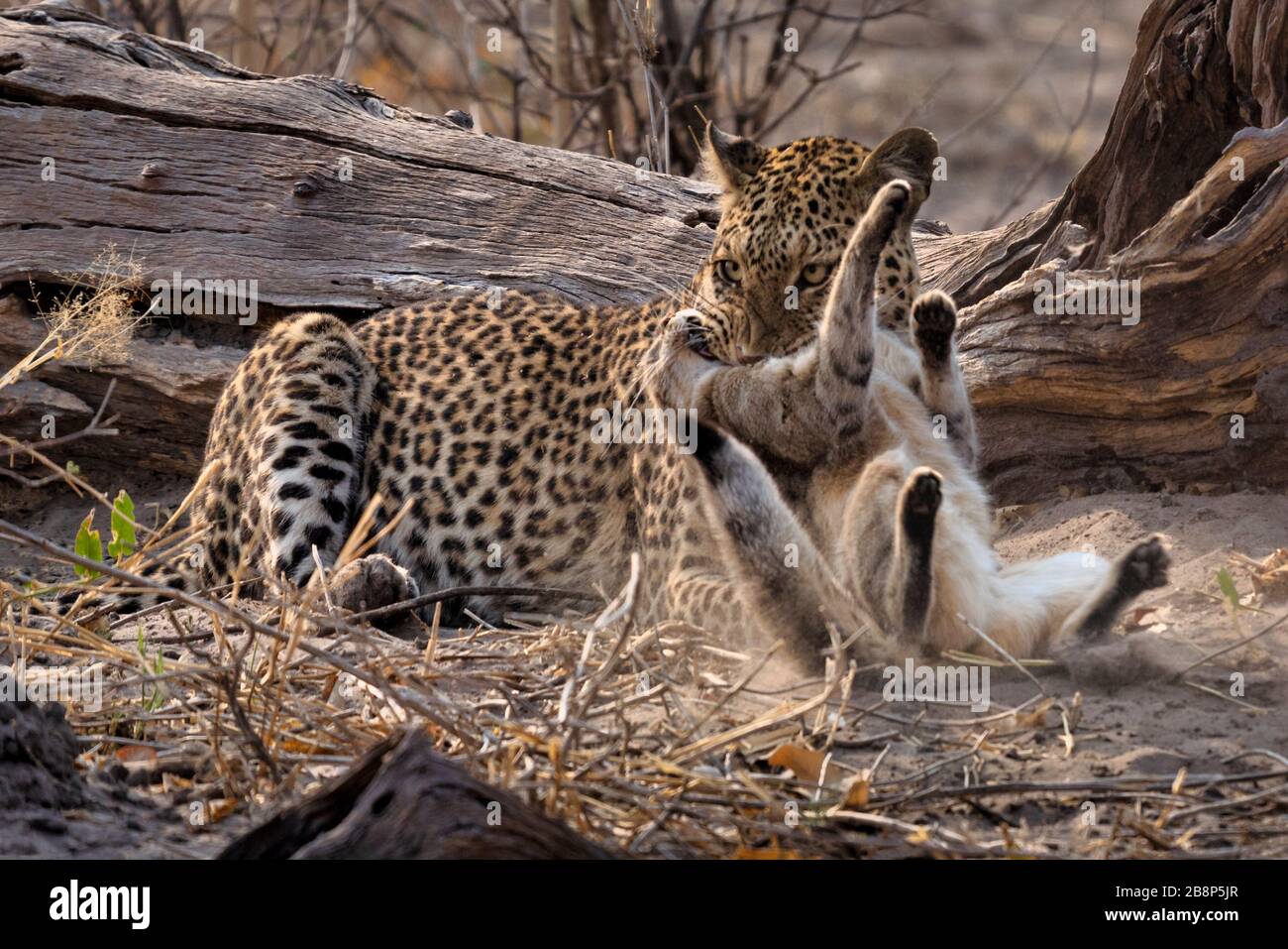 Cat with kill hi-res stock photography and images - Alamy