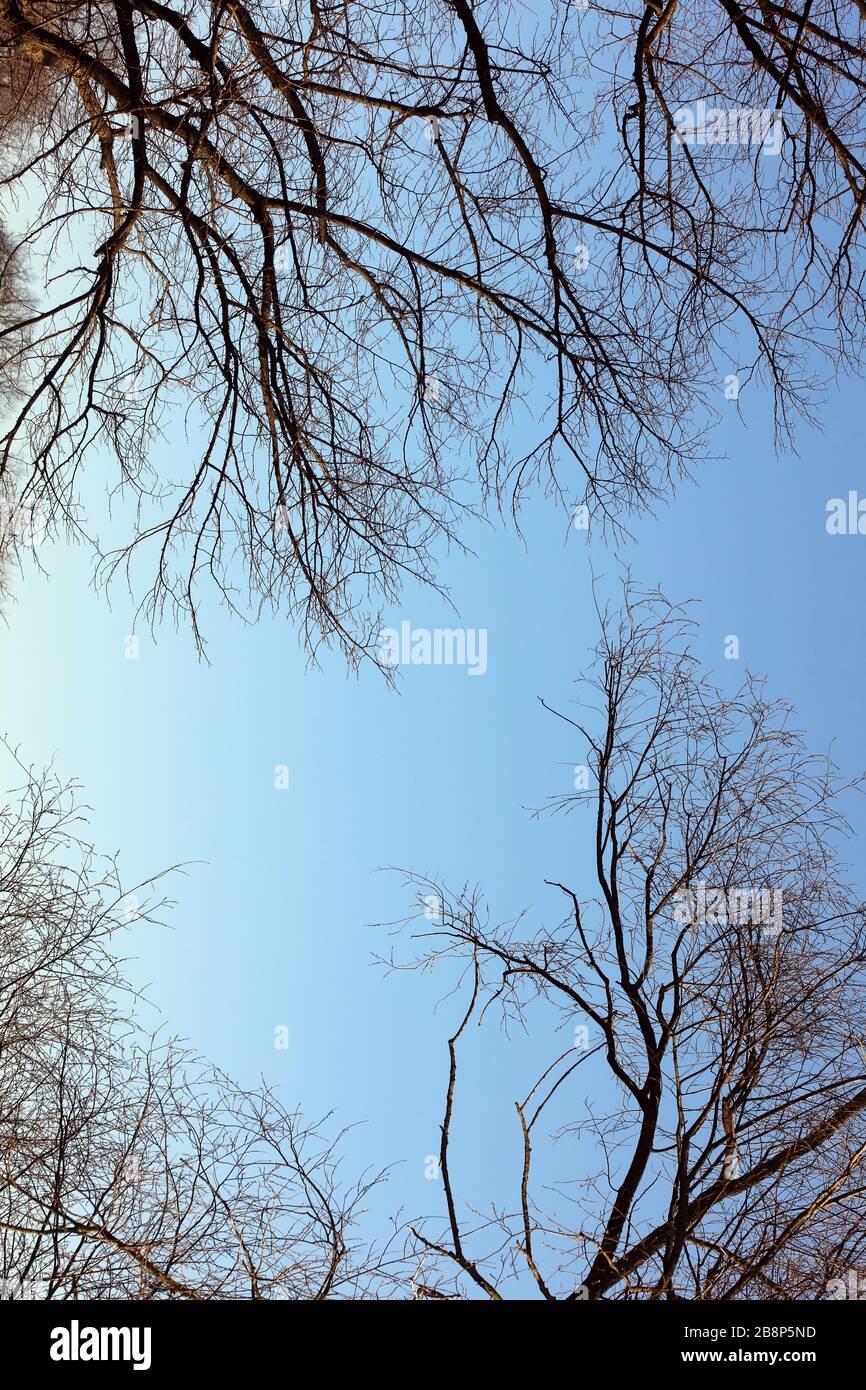 Branches tree winter without leaves hi-res stock photography and images ...