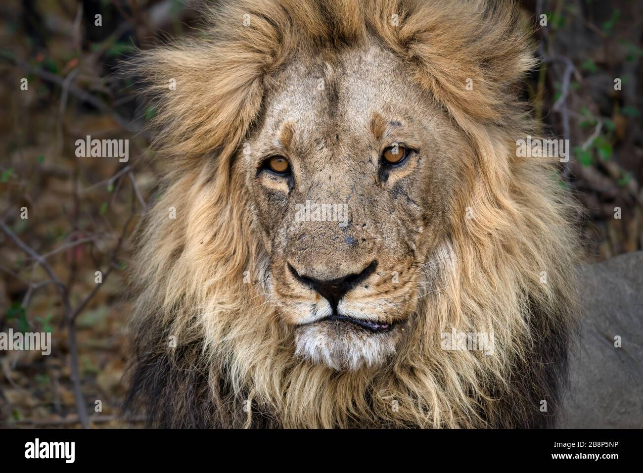 Old male Lion Stock Photo - Alamy