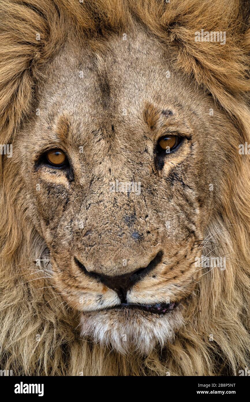 Old male Lion Stock Photo - Alamy