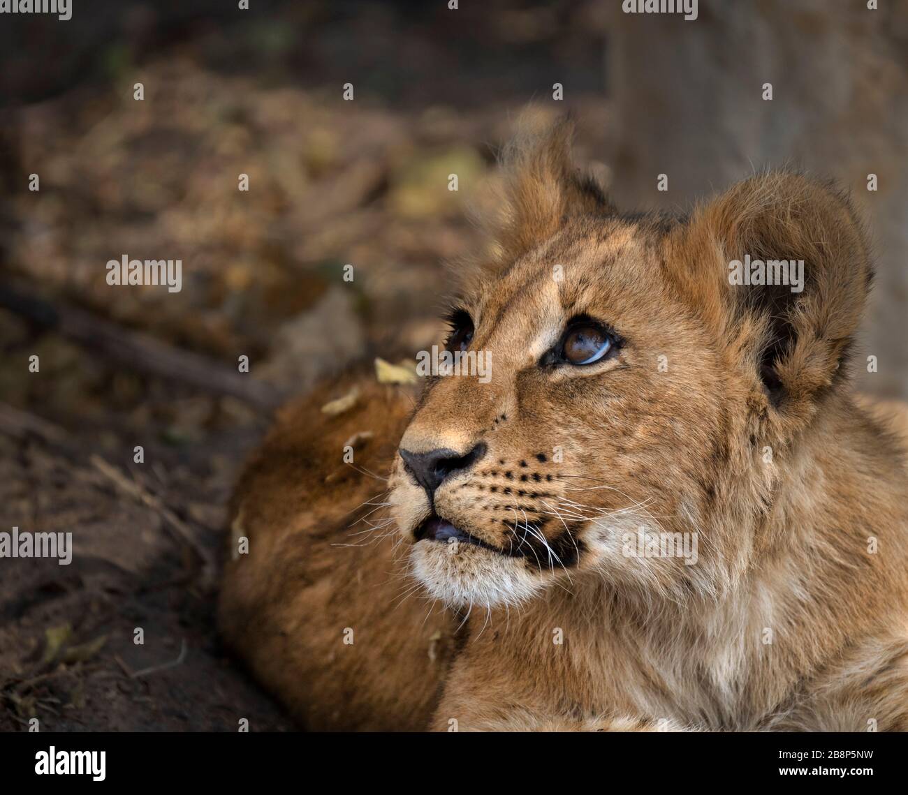 Lion looking up hi-res stock photography and images - Alamy