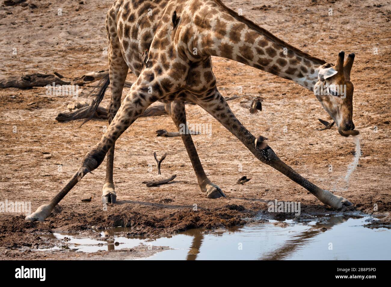Giraffe drinking water hi-res stock photography and images - Alamy