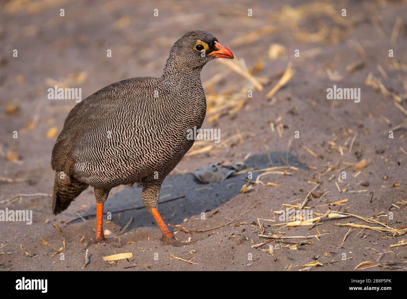 Red billed francolin hi-res stock photography and images - Alamy