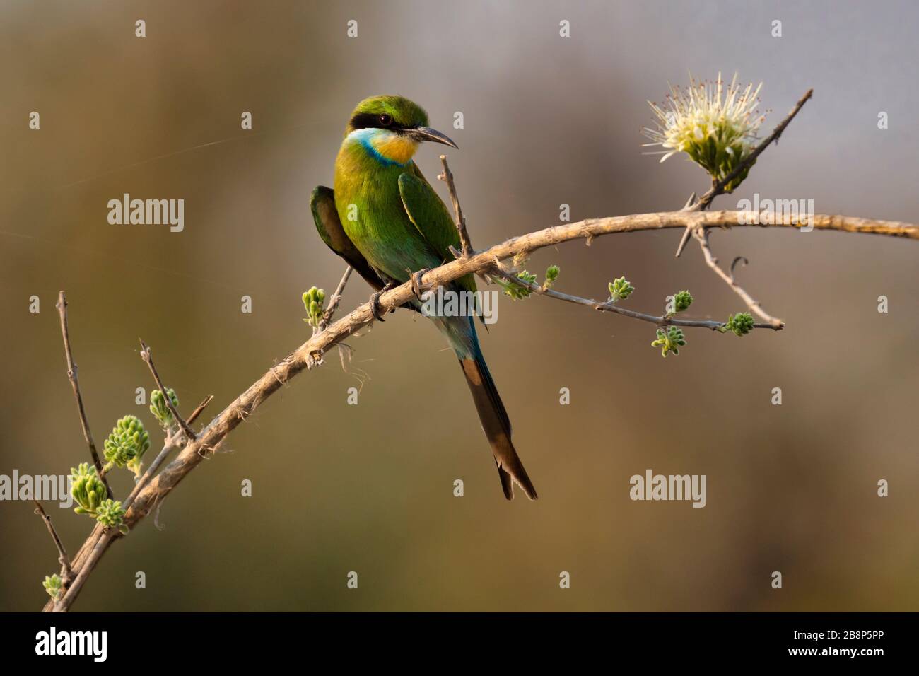 African bee hi-res stock photography and images - Alamy