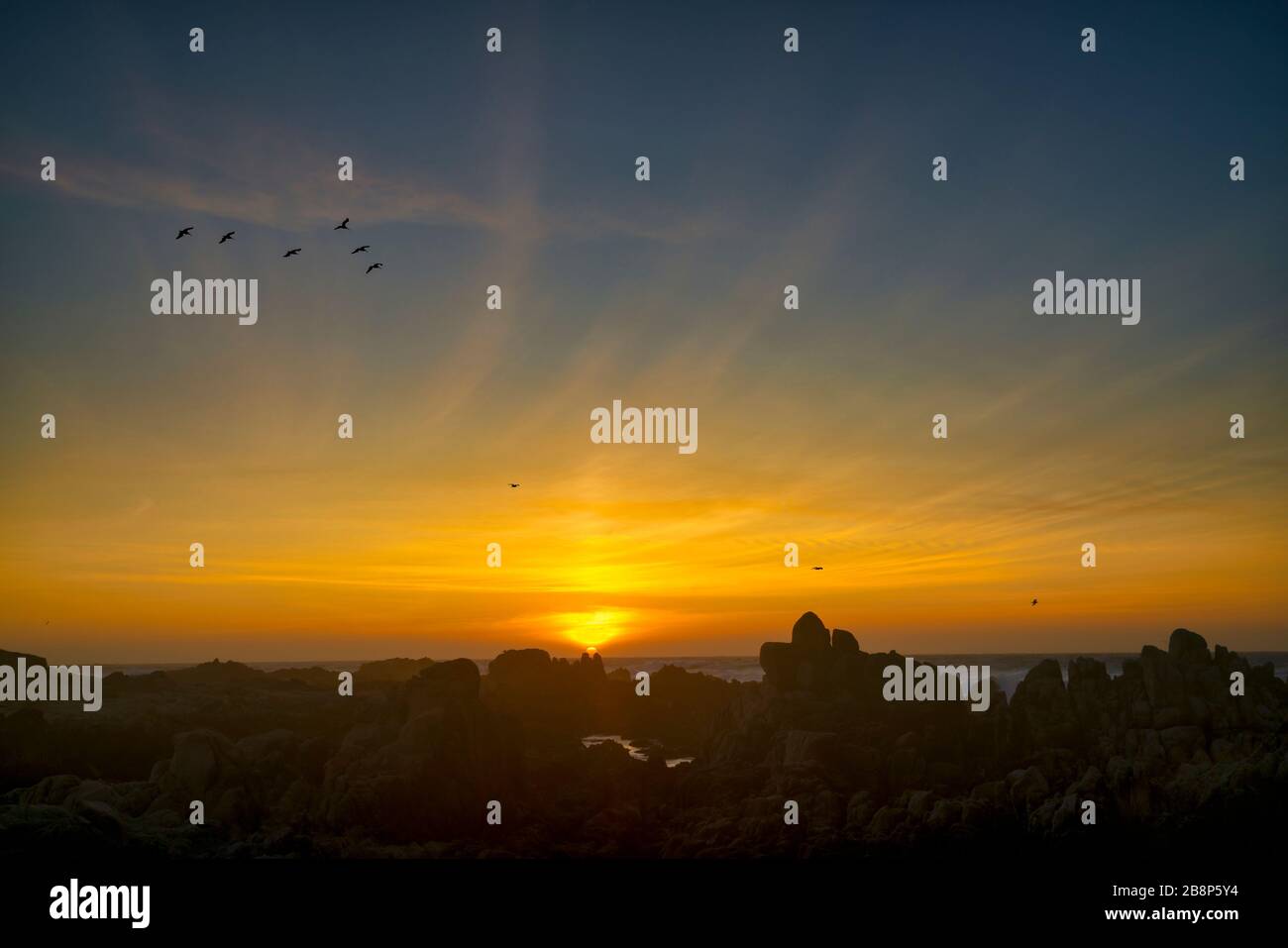 Monterey birds hi-res stock photography and images - Alamy