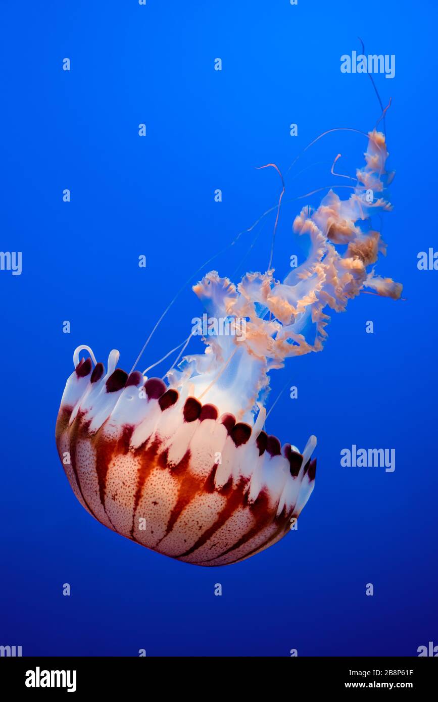Jelly fish hi-res stock photography and images - Alamy
