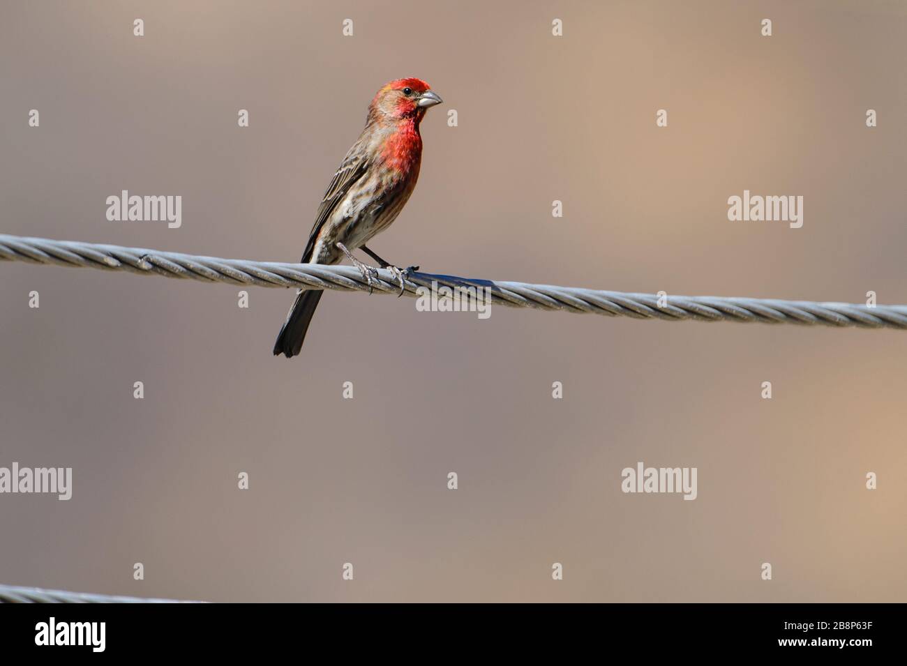 House Finch (Carpodacus mexicanus) perched on a wire, Jocotopec ...