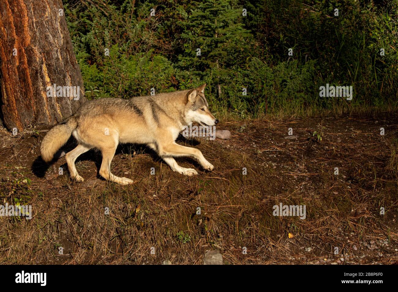 Timber wolf at Triple D in Montana Stock Photo - Alamy
