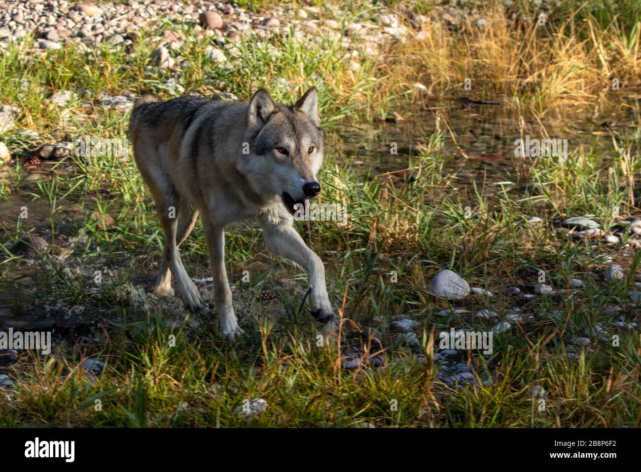 Timber wolf running hi-res stock photography and images - Alamy