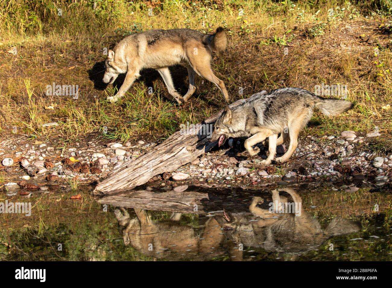 Timber wolf and pup running and playing at Triple D in Montana Stock ...