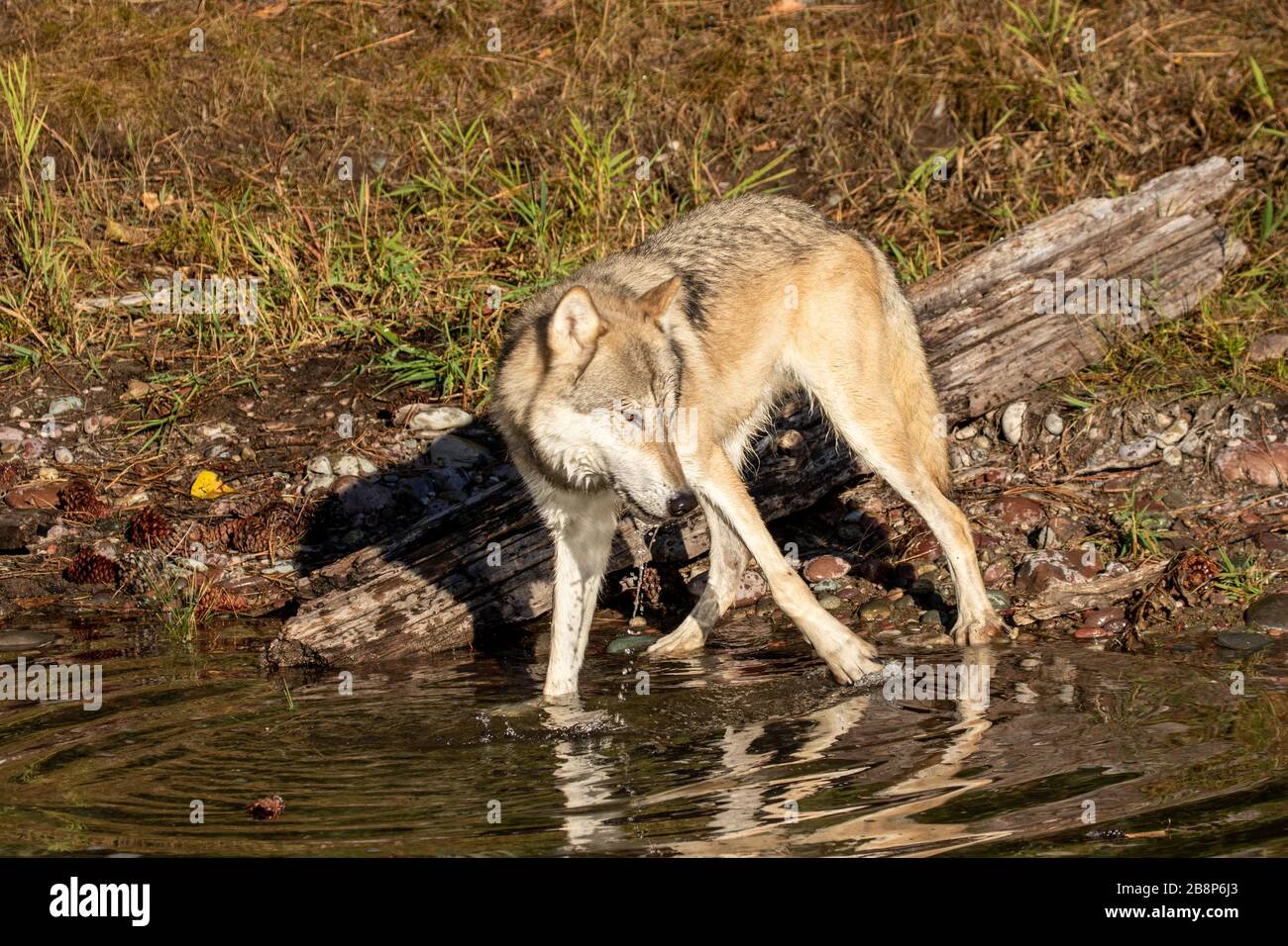 Timber Wolf at a water hold at Triple D in Montana Stock Photo - Alamy