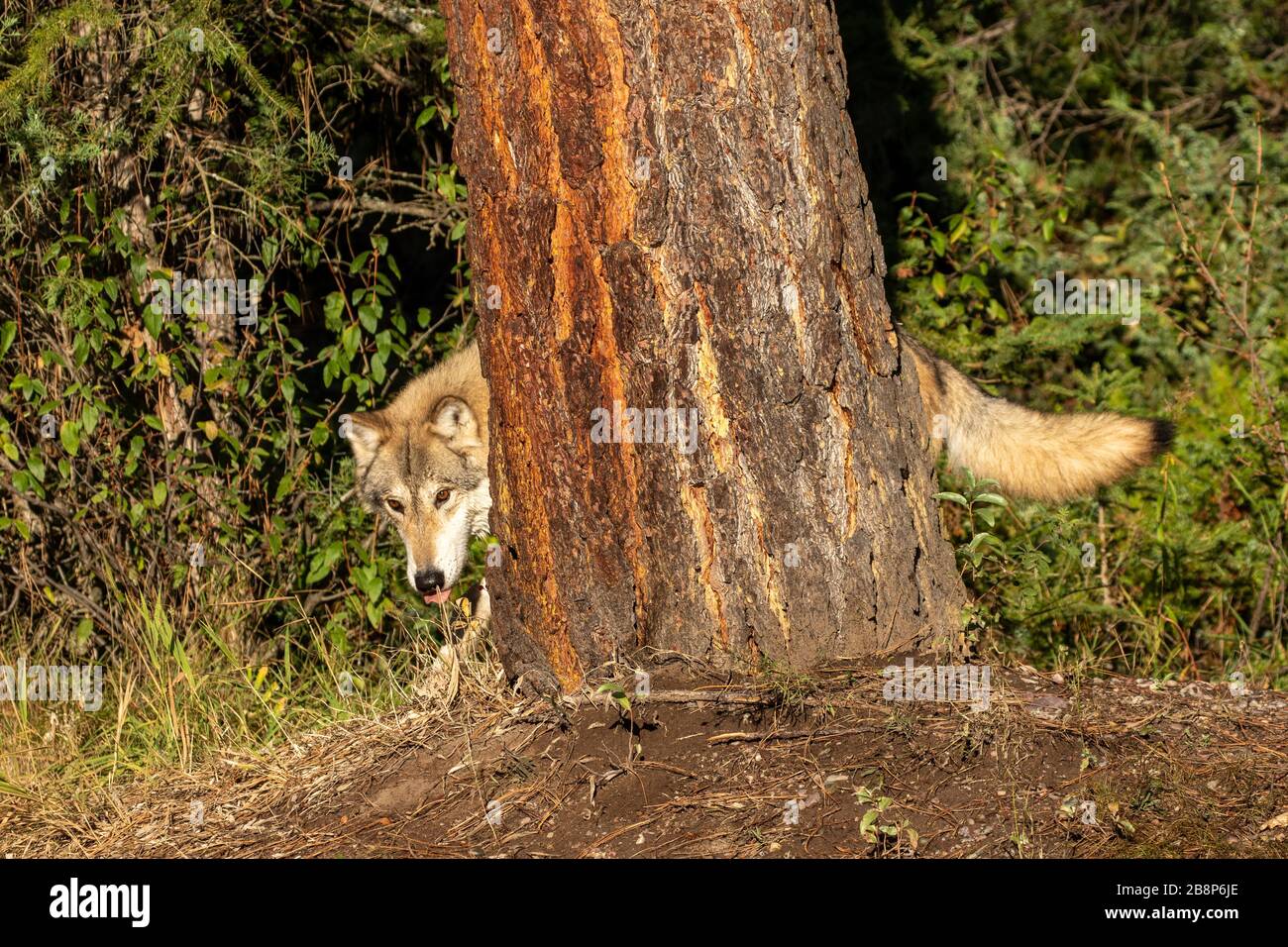 Timber wolf behind a tree at Triple D in Montana Stock Photo - Alamy