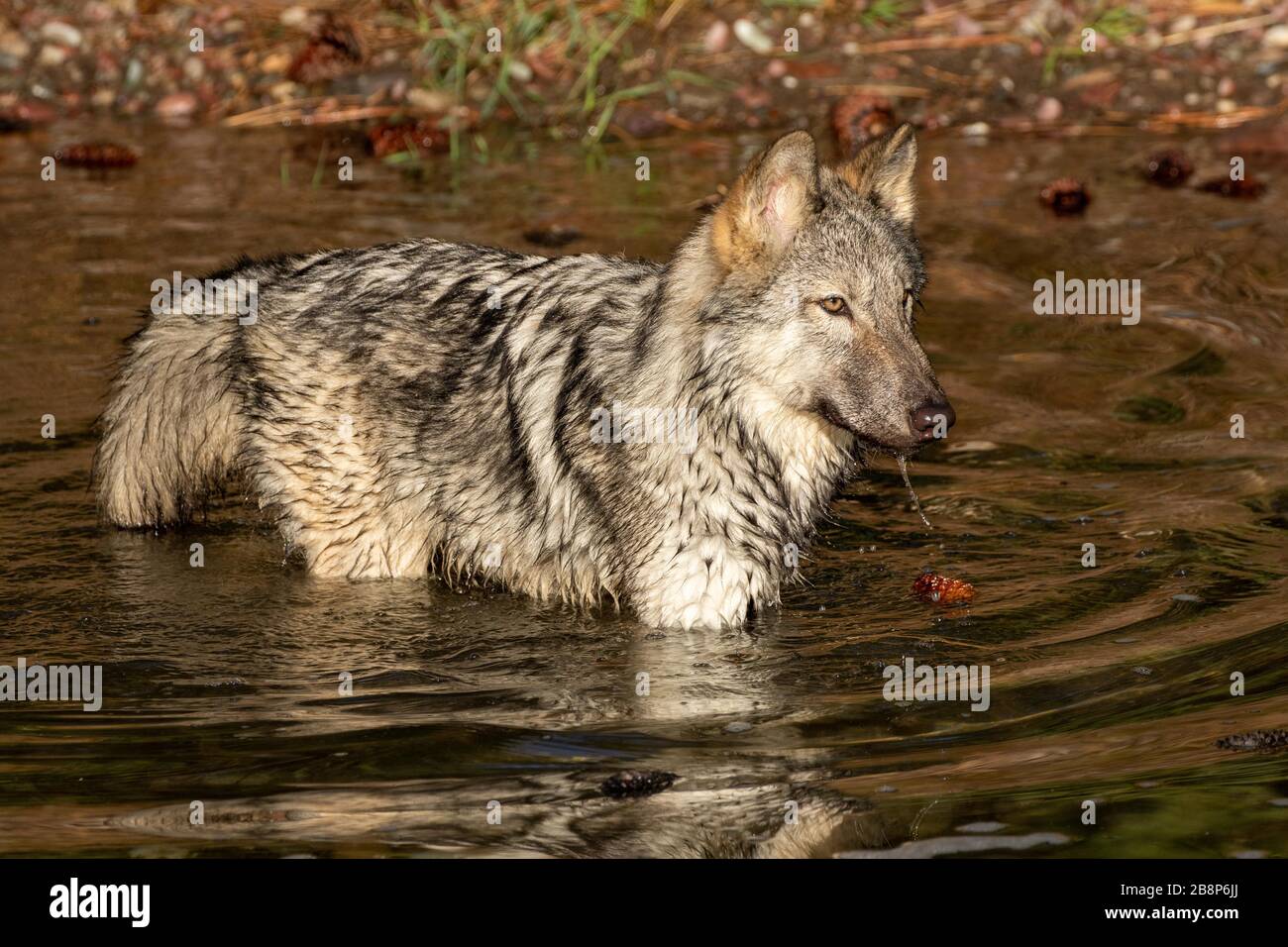 Timber wolf in the water at Triple D in Montana Stock Photo - Alamy