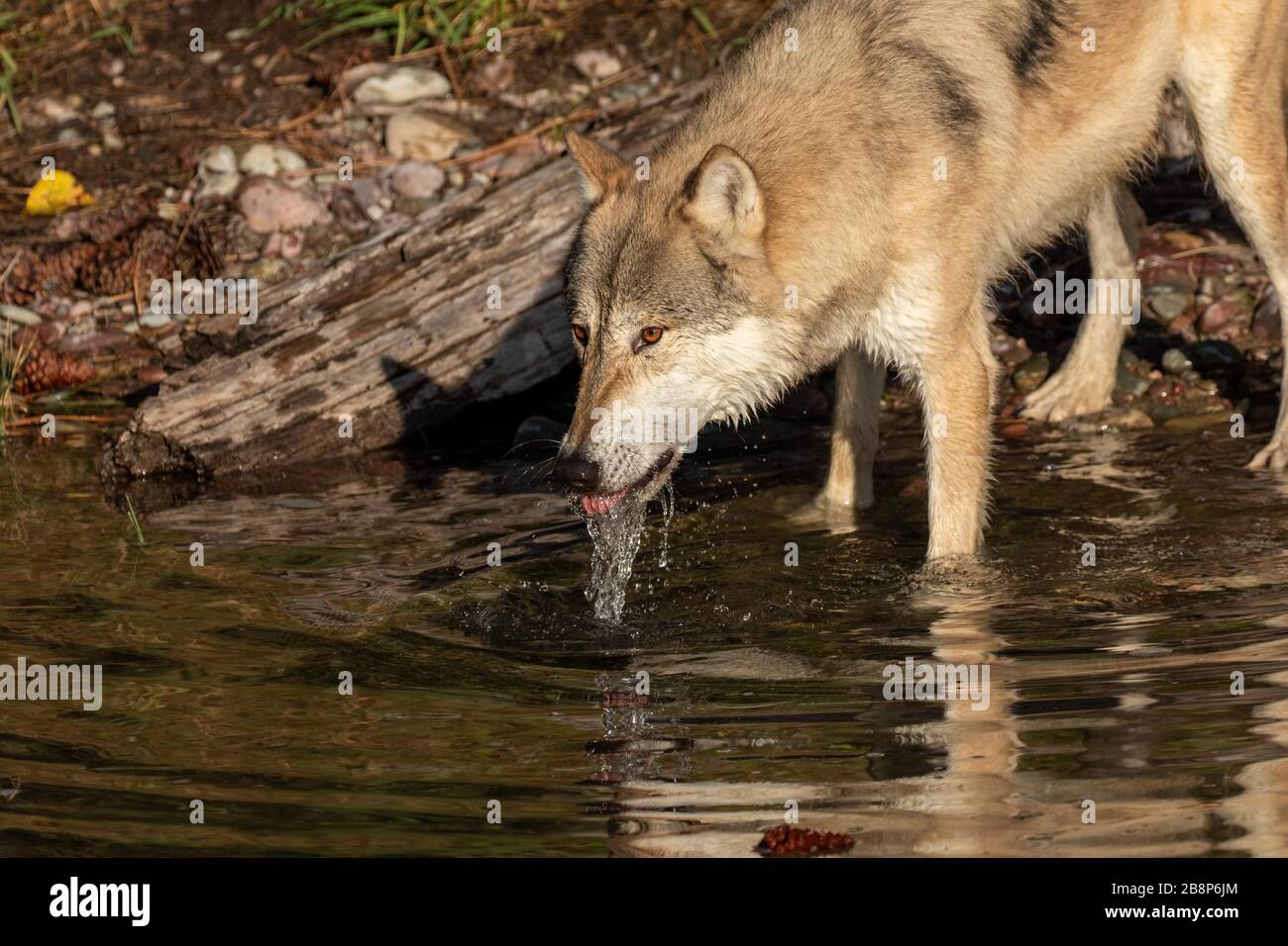 Timber wolf in the water at Triple D in Montana Stock Photo - Alamy