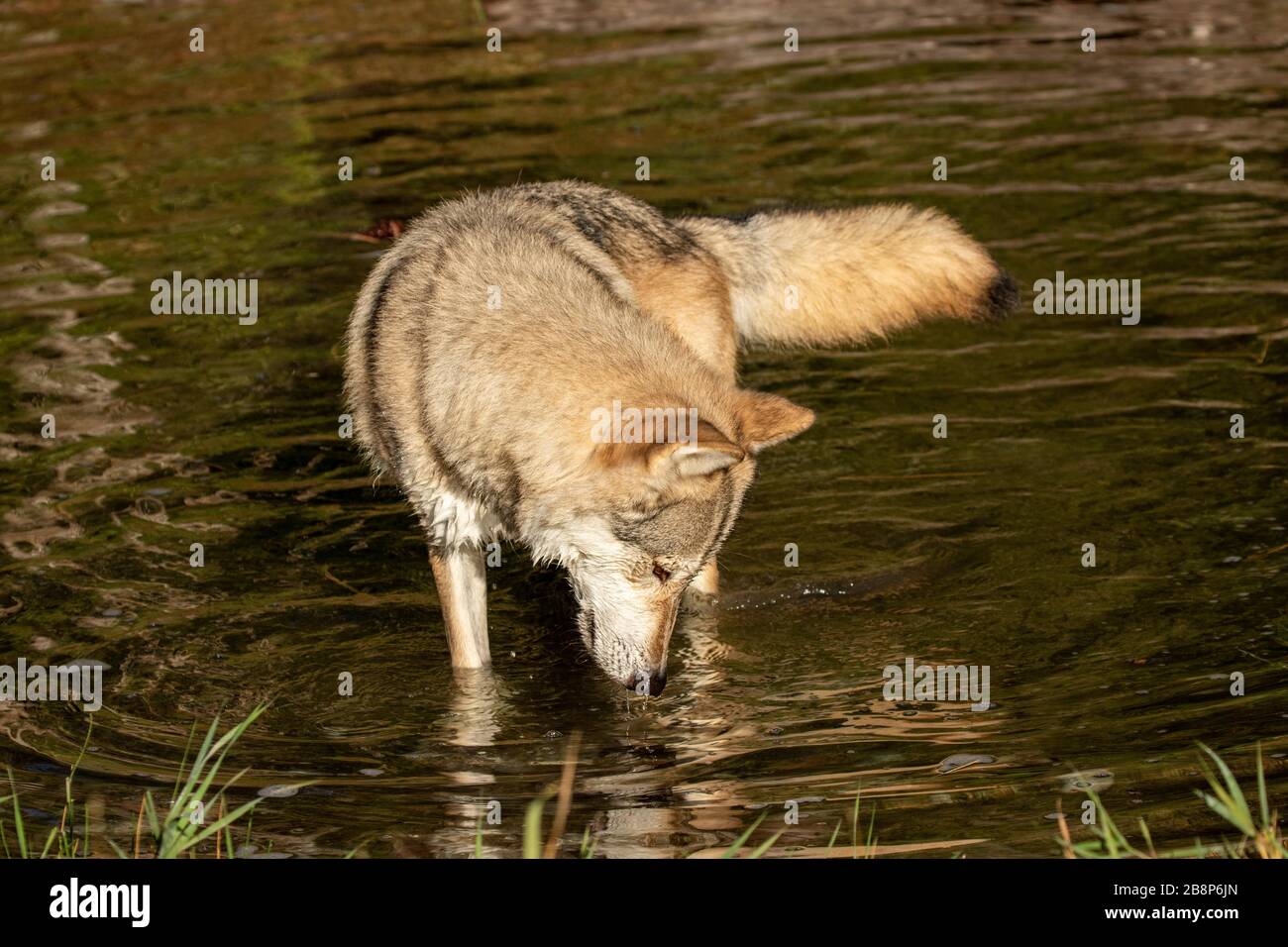 Timber wolf in a pond at Triple D in Montana Stock Photo - Alamy