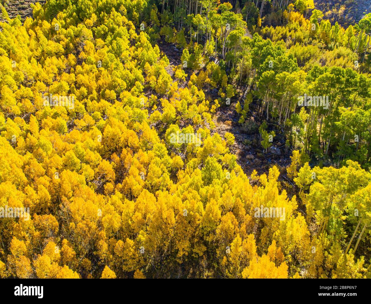 Fall aspen change colors in the Sierra Nevada Mountains of California ...
