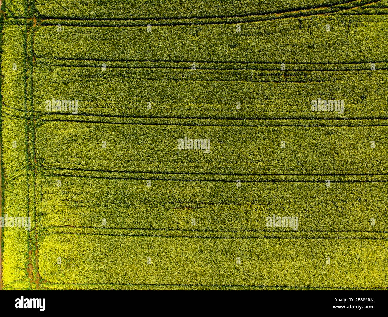 Colza fields hi-res stock photography and images - Alamy