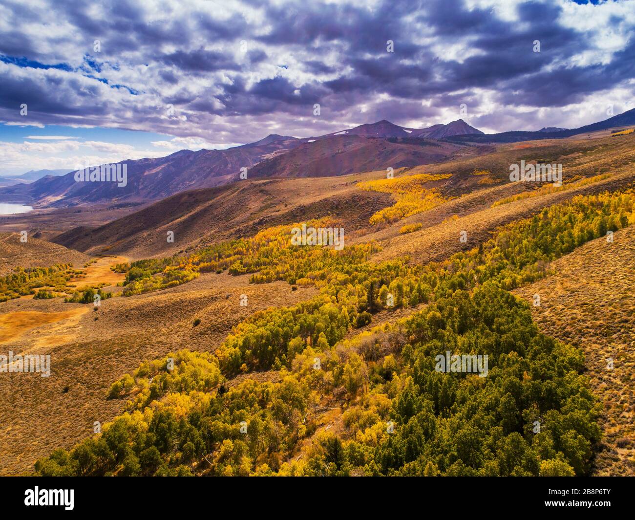 Fall aspen groves on Conway Summit, Sierra Nevada Mountains, California ...