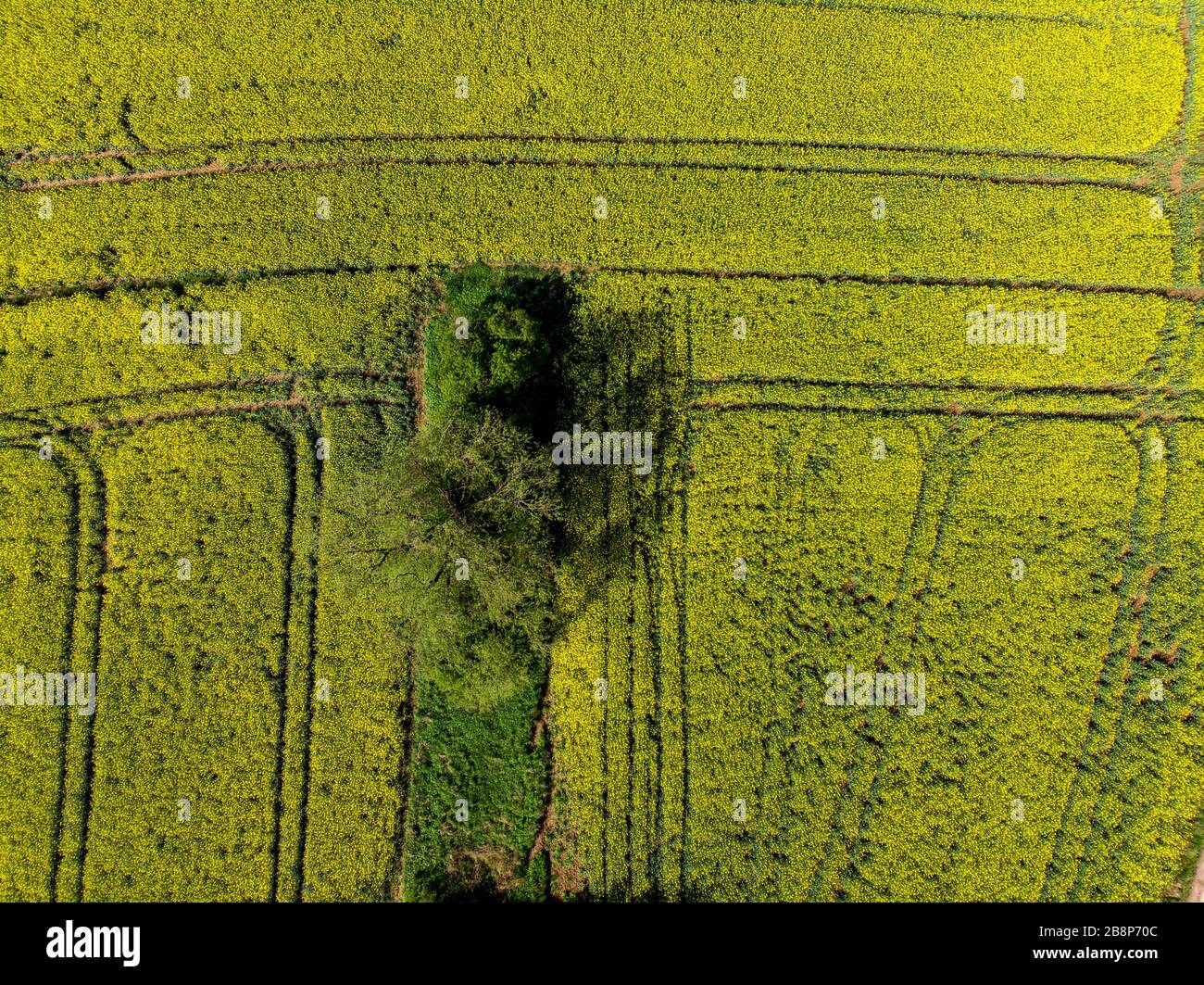 Colza aerial hi-res stock photography and images - Alamy