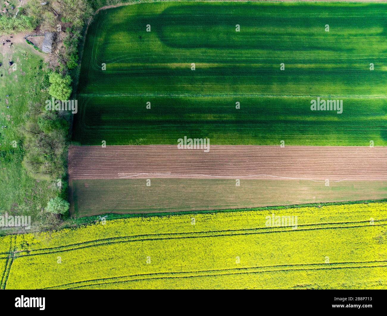 Colza fields hi-res stock photography and images - Alamy