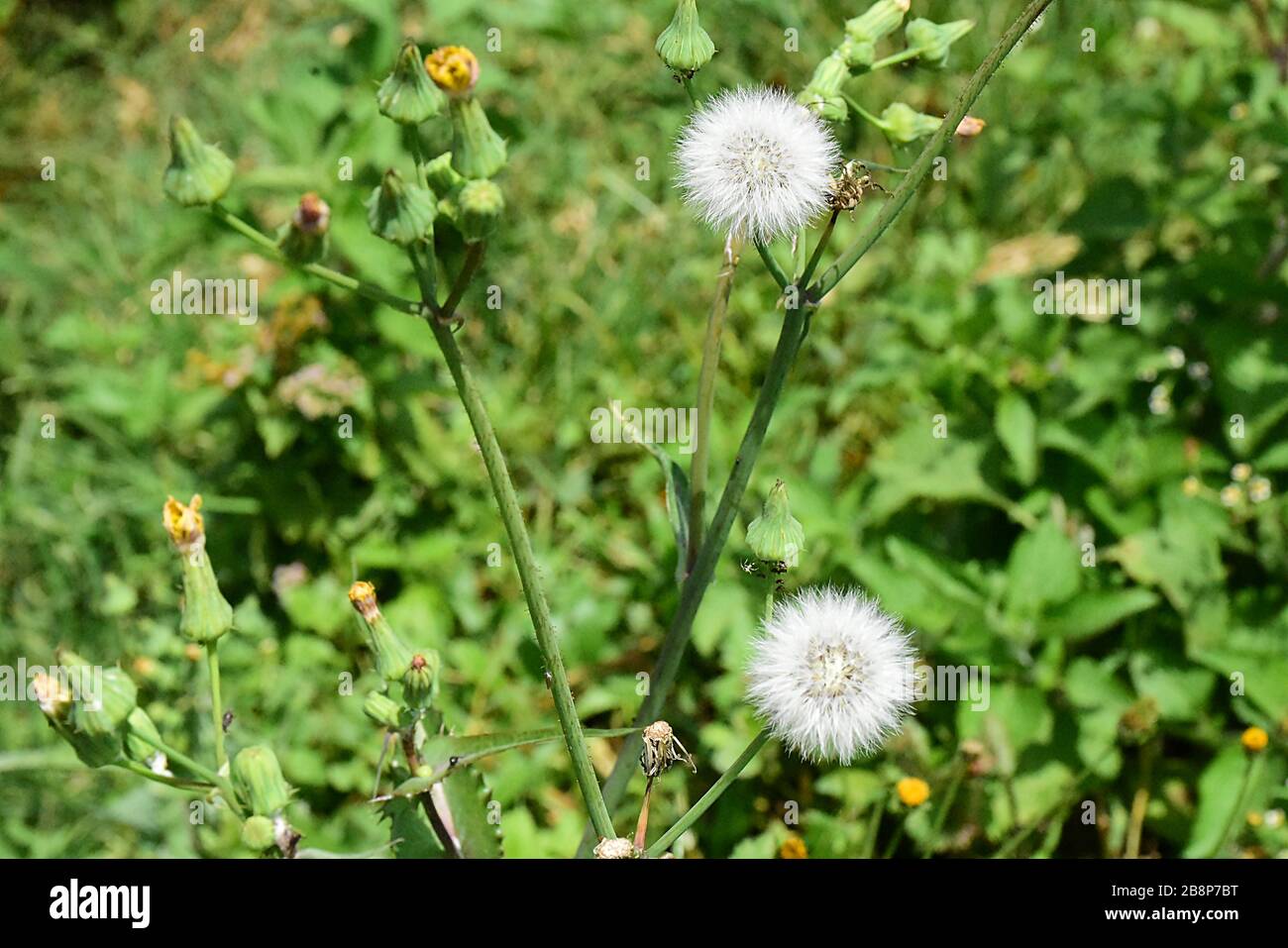 Two little wild flowers that look like dandelion in Rwanda, Africa ...